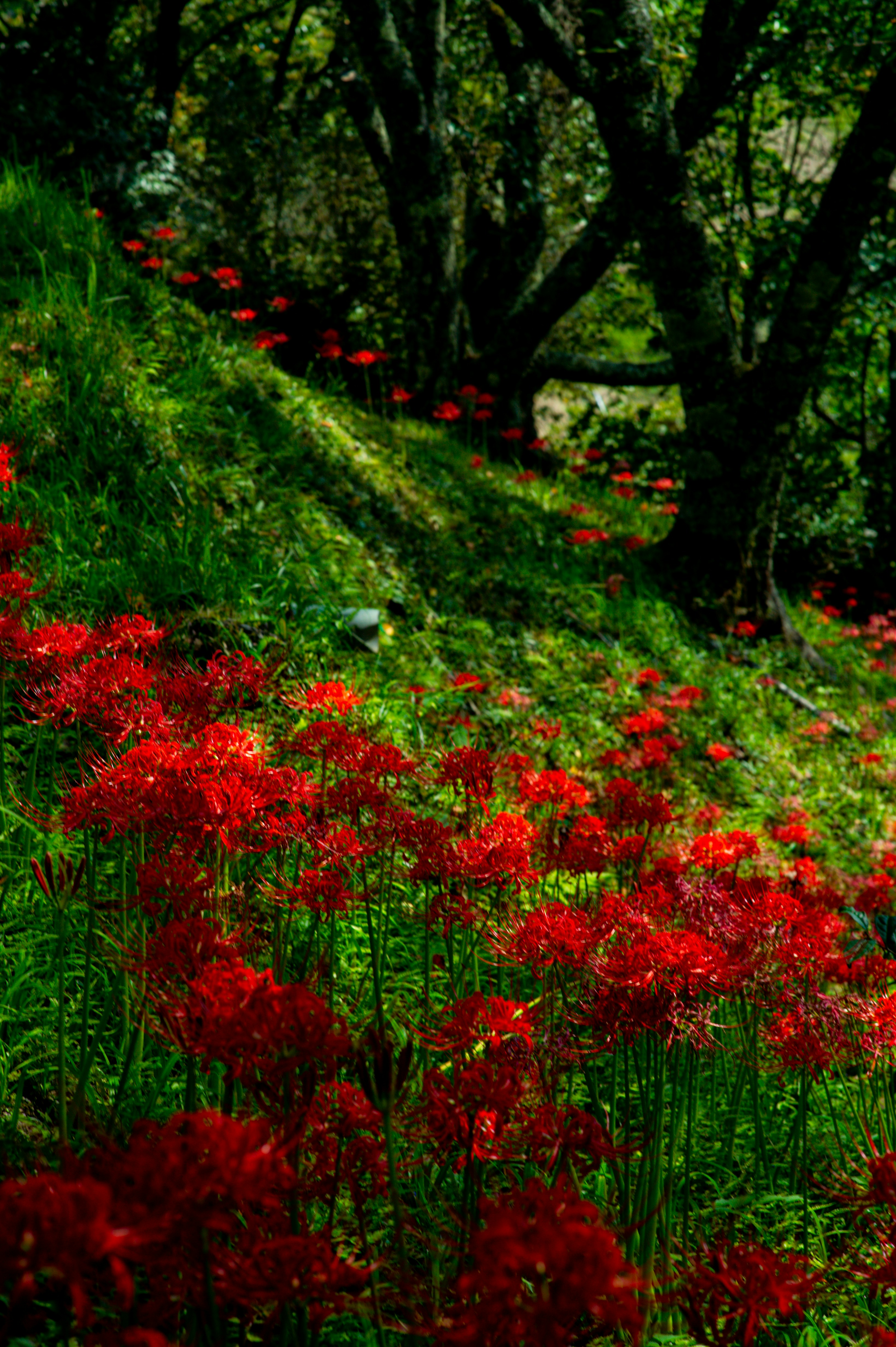Crimson Meadow: Red Spider Lilies Framing a Shaded Forest Path