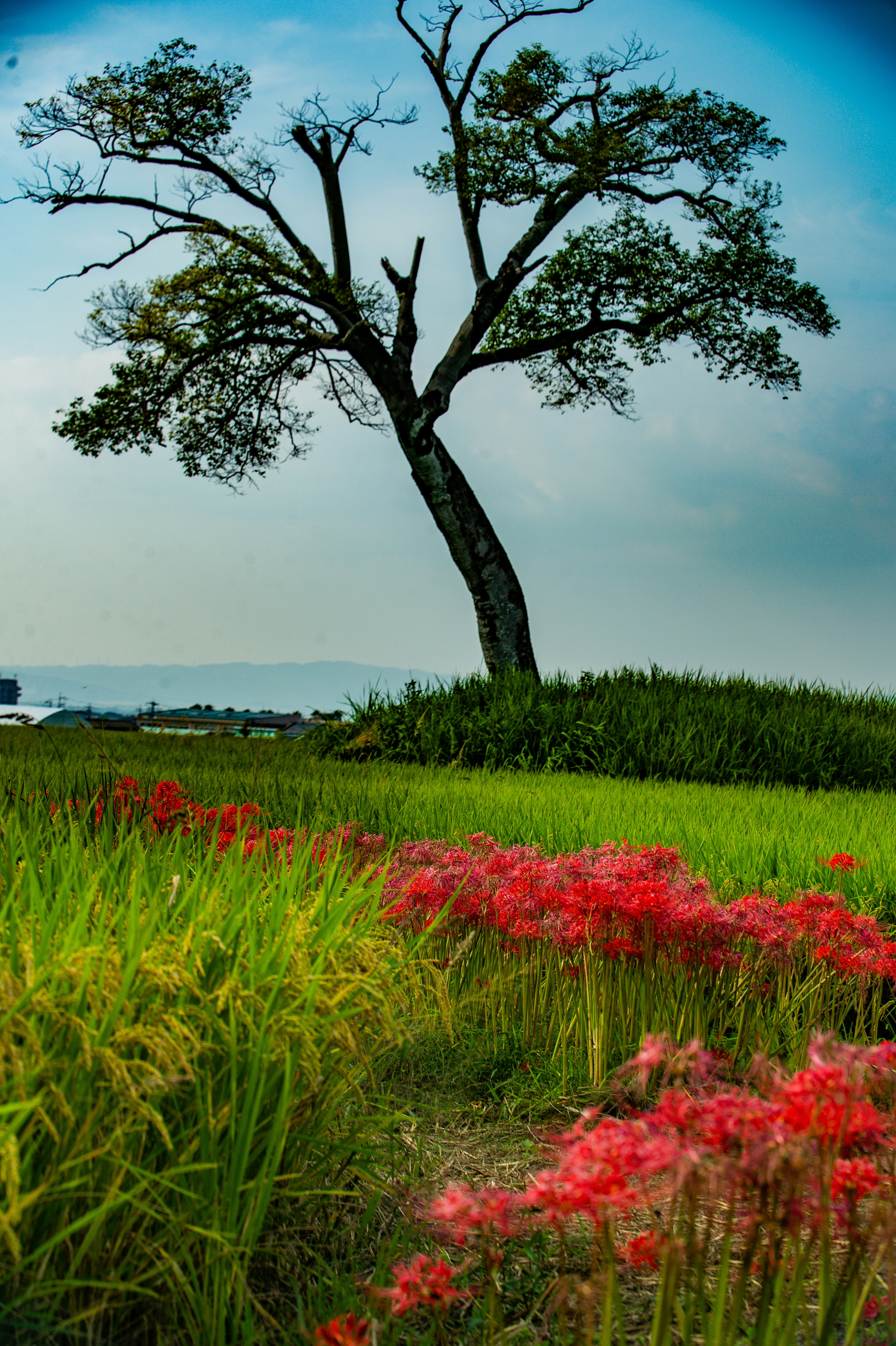 Photo by 5010 with Nikon Df