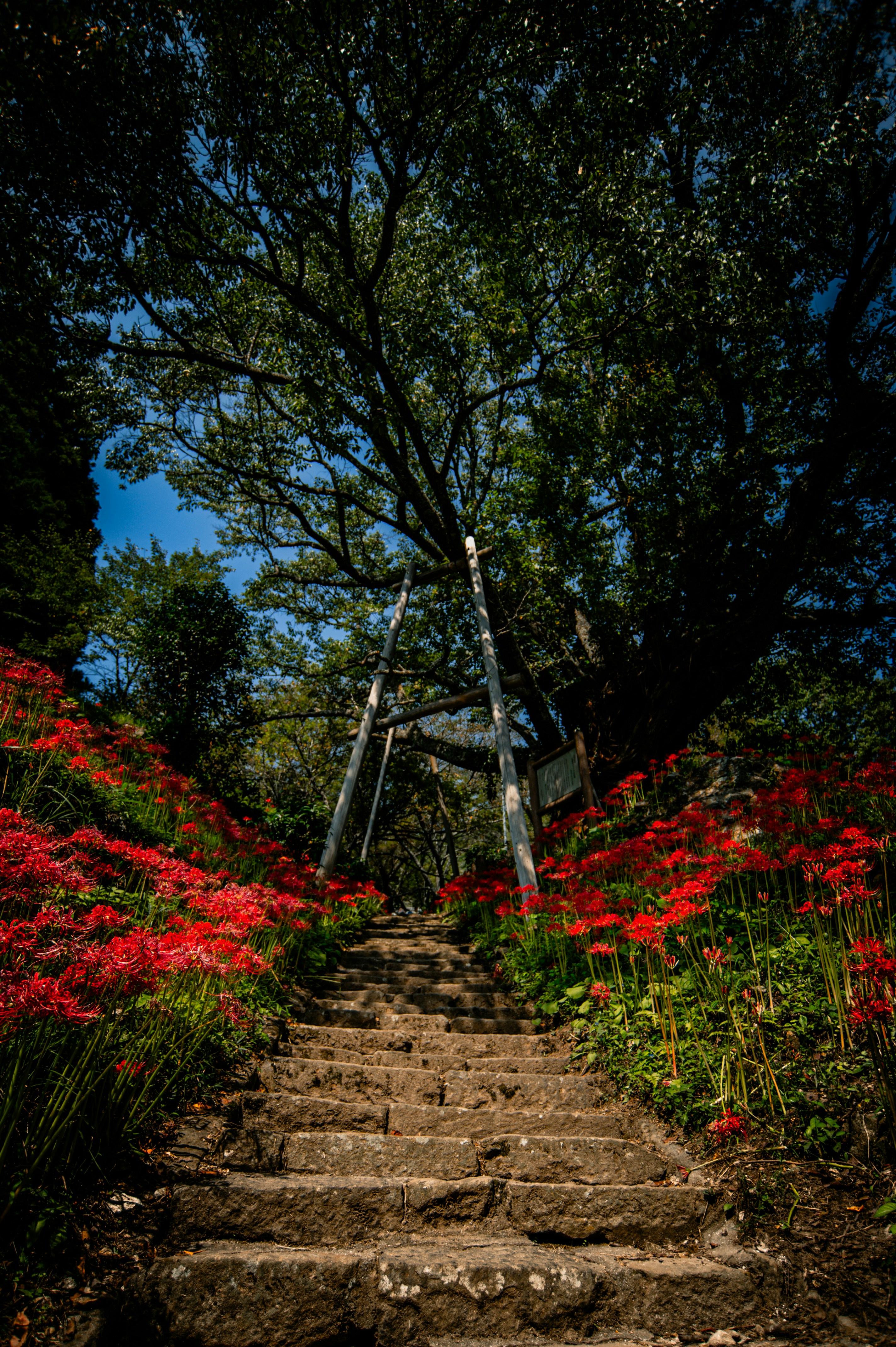 Stone Stairway Through a Garden of Red Blooms