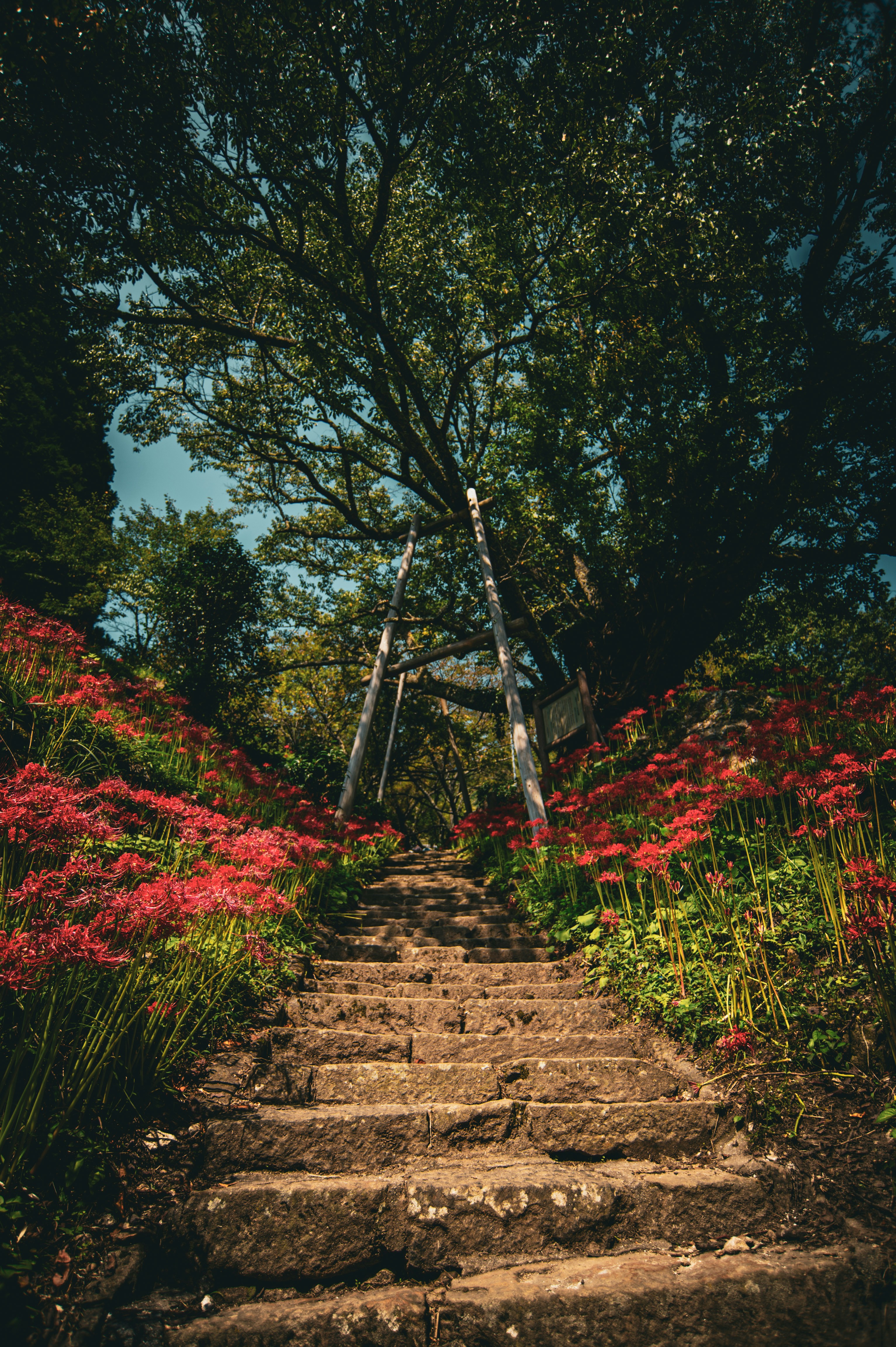 Stone steps ascend through a garden path framed by red flowers and a towering tree canopy; a wooden ladder-like structure sits along the path, guiding the eye upward through dappled light.