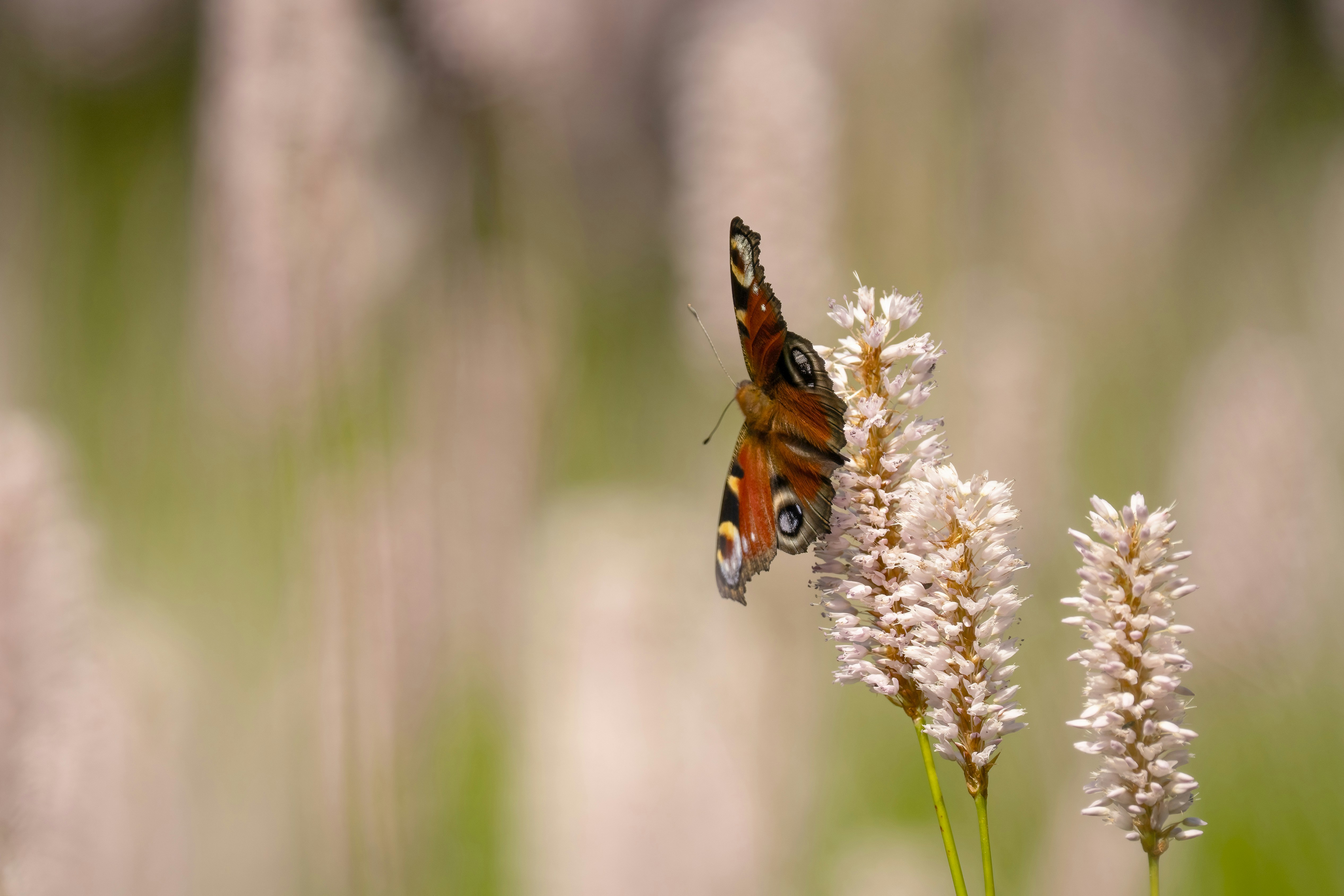 Emerald Wings on Velvet Reeds