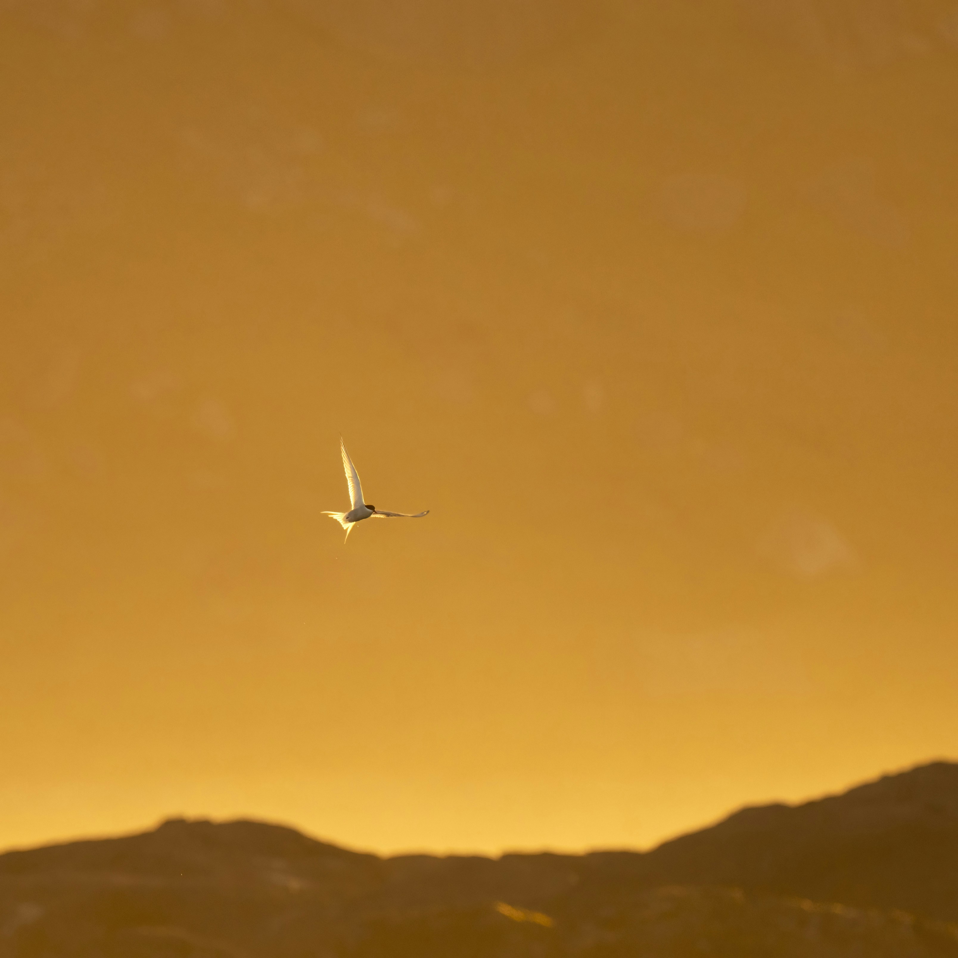 Winged Silent Traveler Across a Golden Sky
