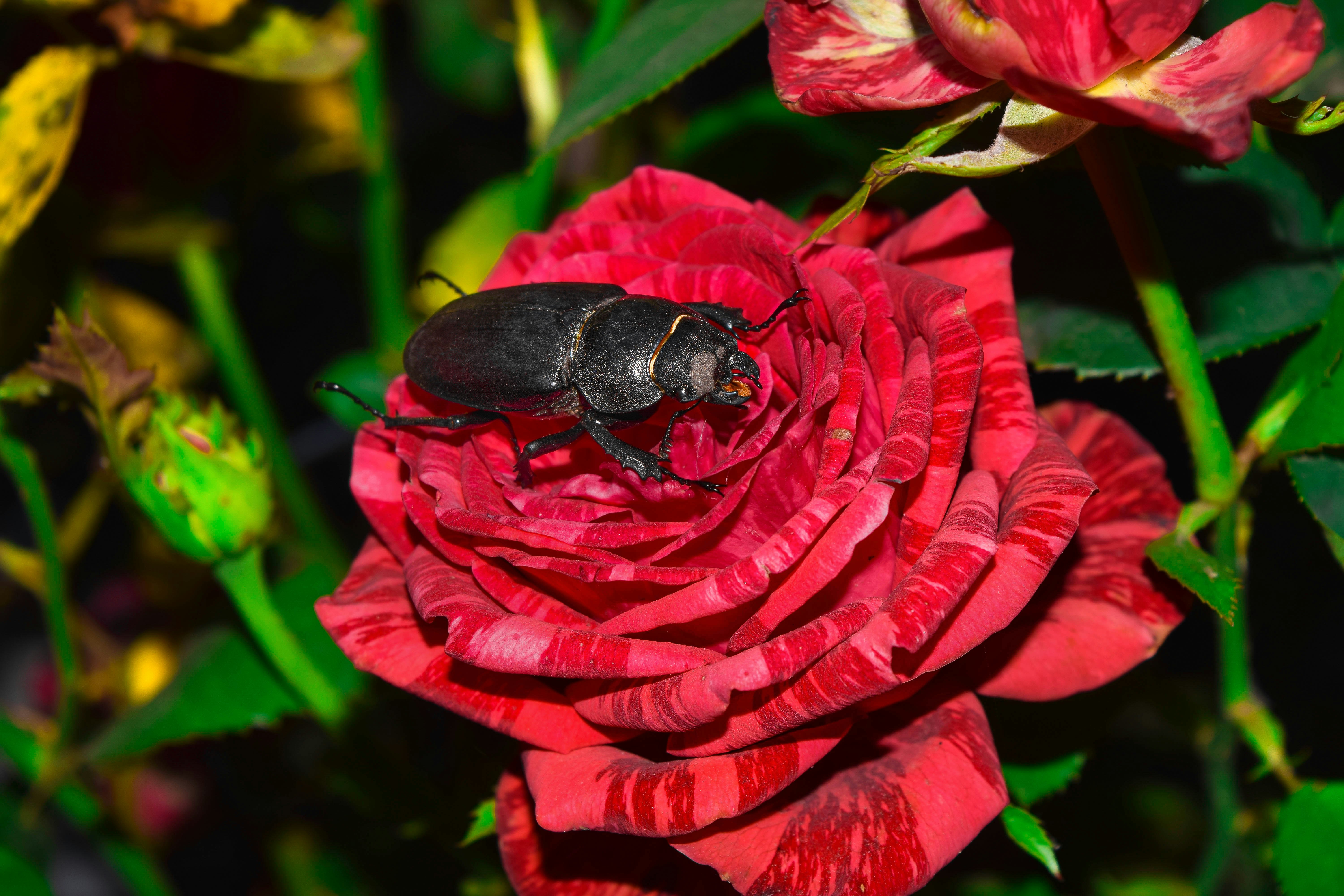 Beetle on a Crimson Bloom: A Close Encounter