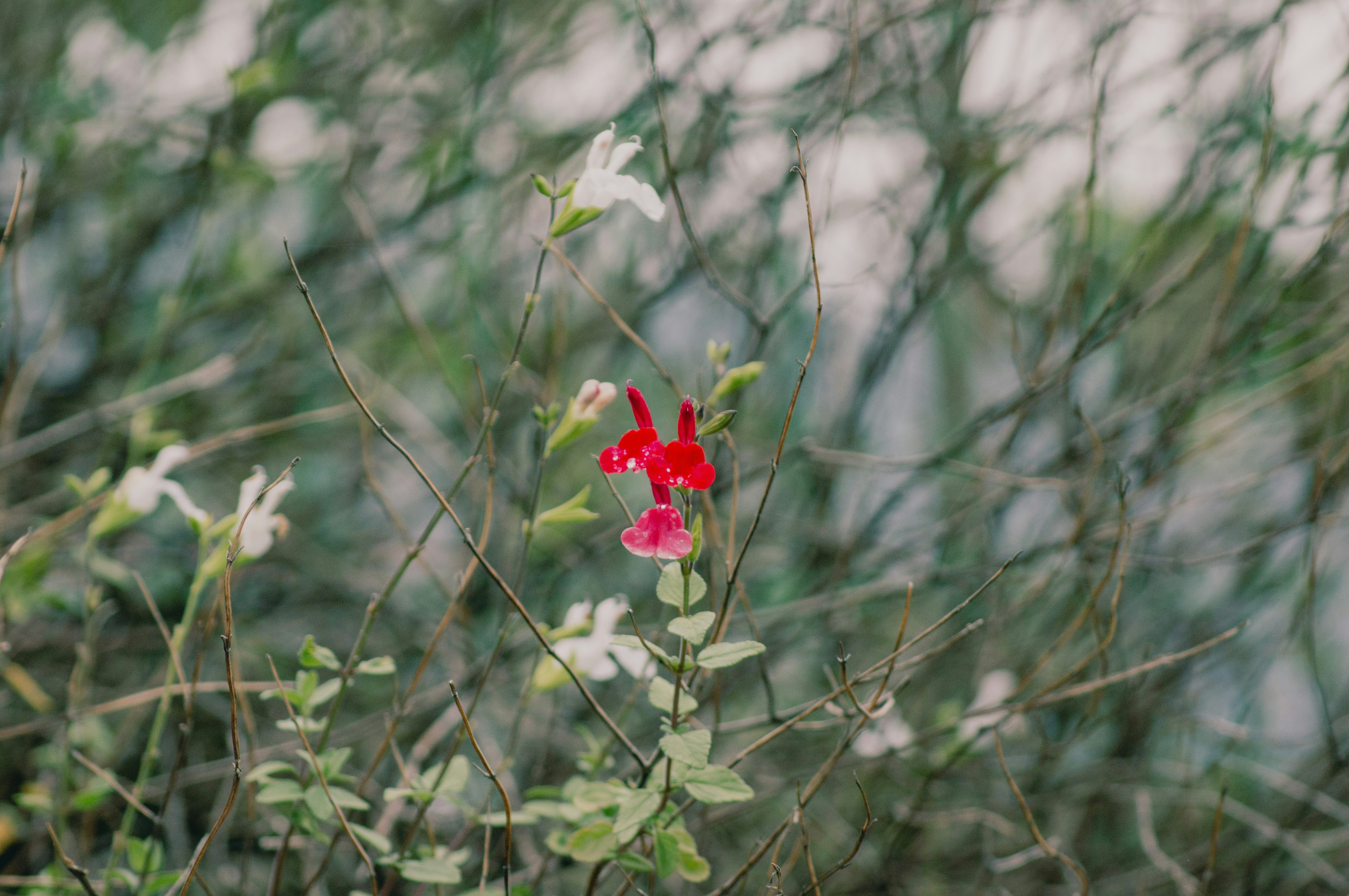 Scarlet bloom amid a sea of whispers