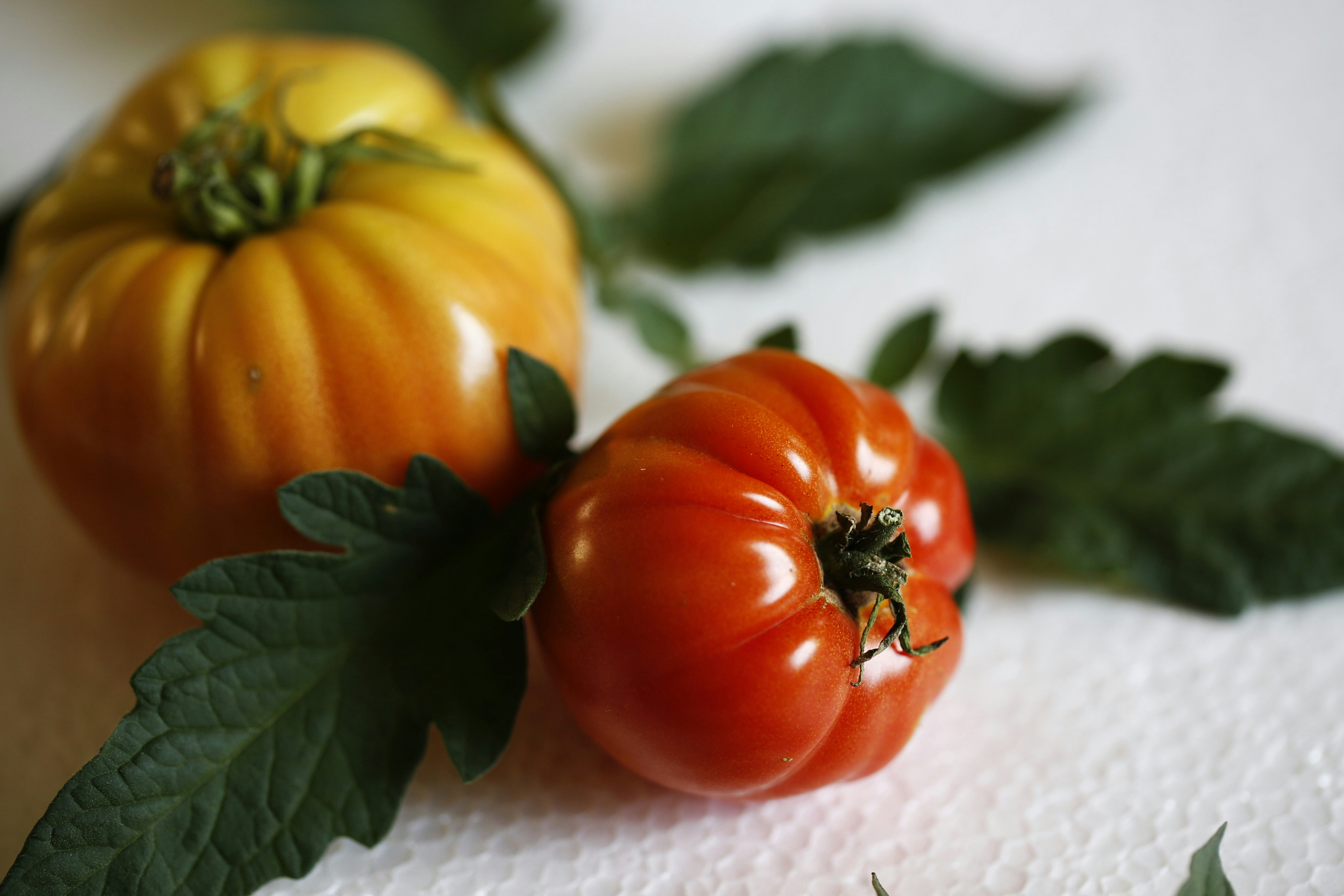 red and orange tomato on white background