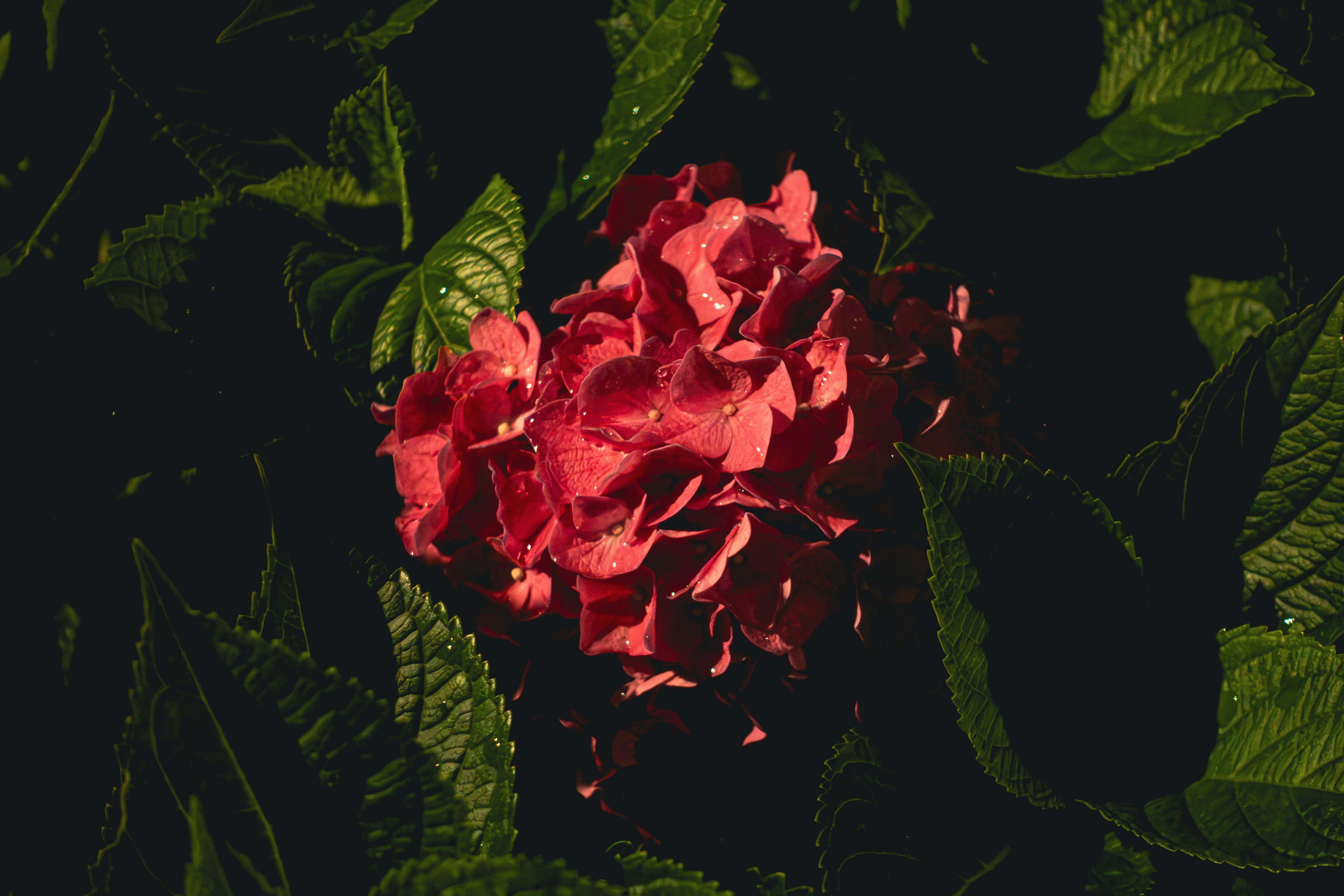 Red Hydrangea Bloom Nestled in Deep Green Shadows