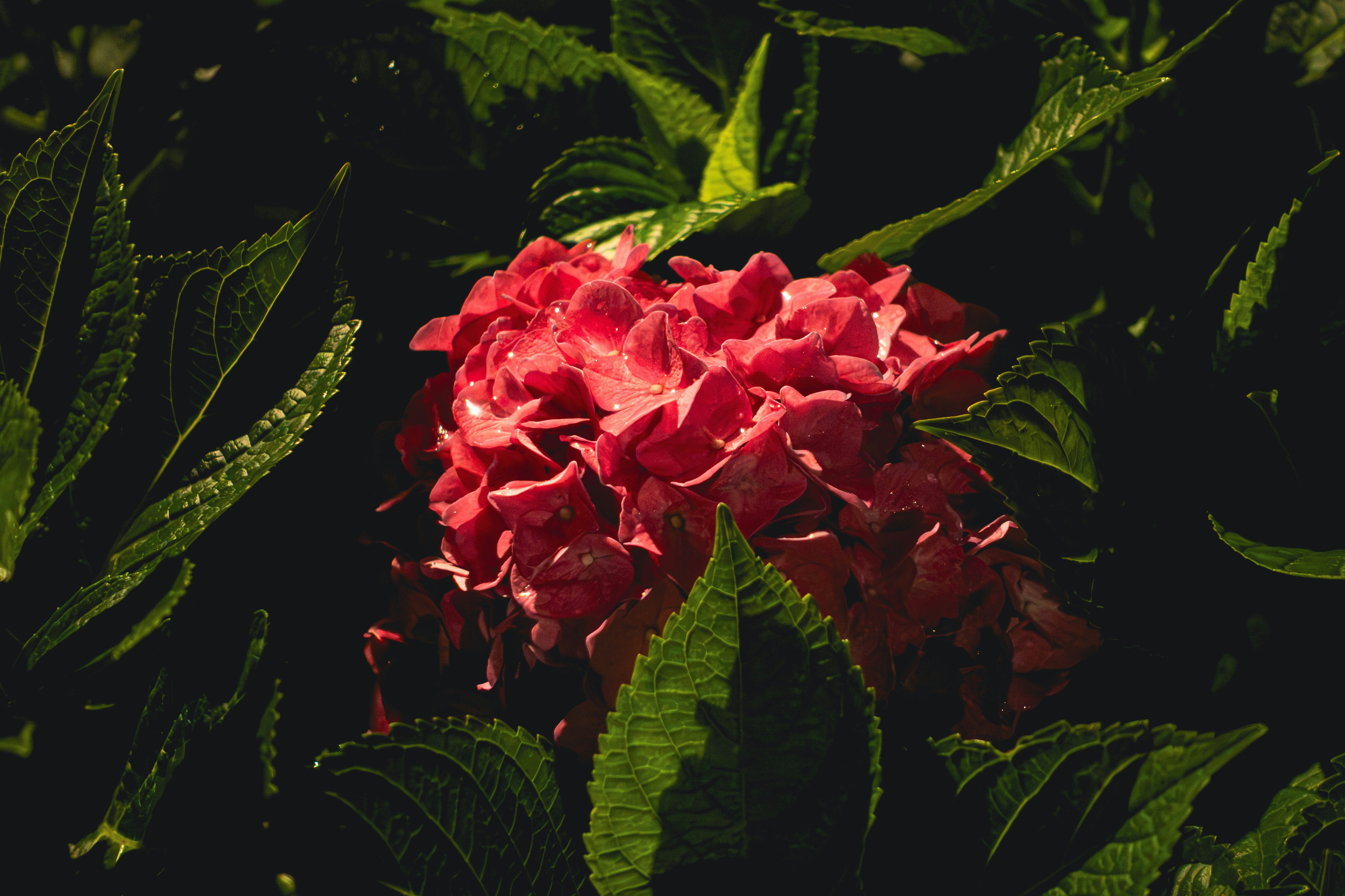 Crimson Hydrangea Crown Hidden in Shadowed Green Veils