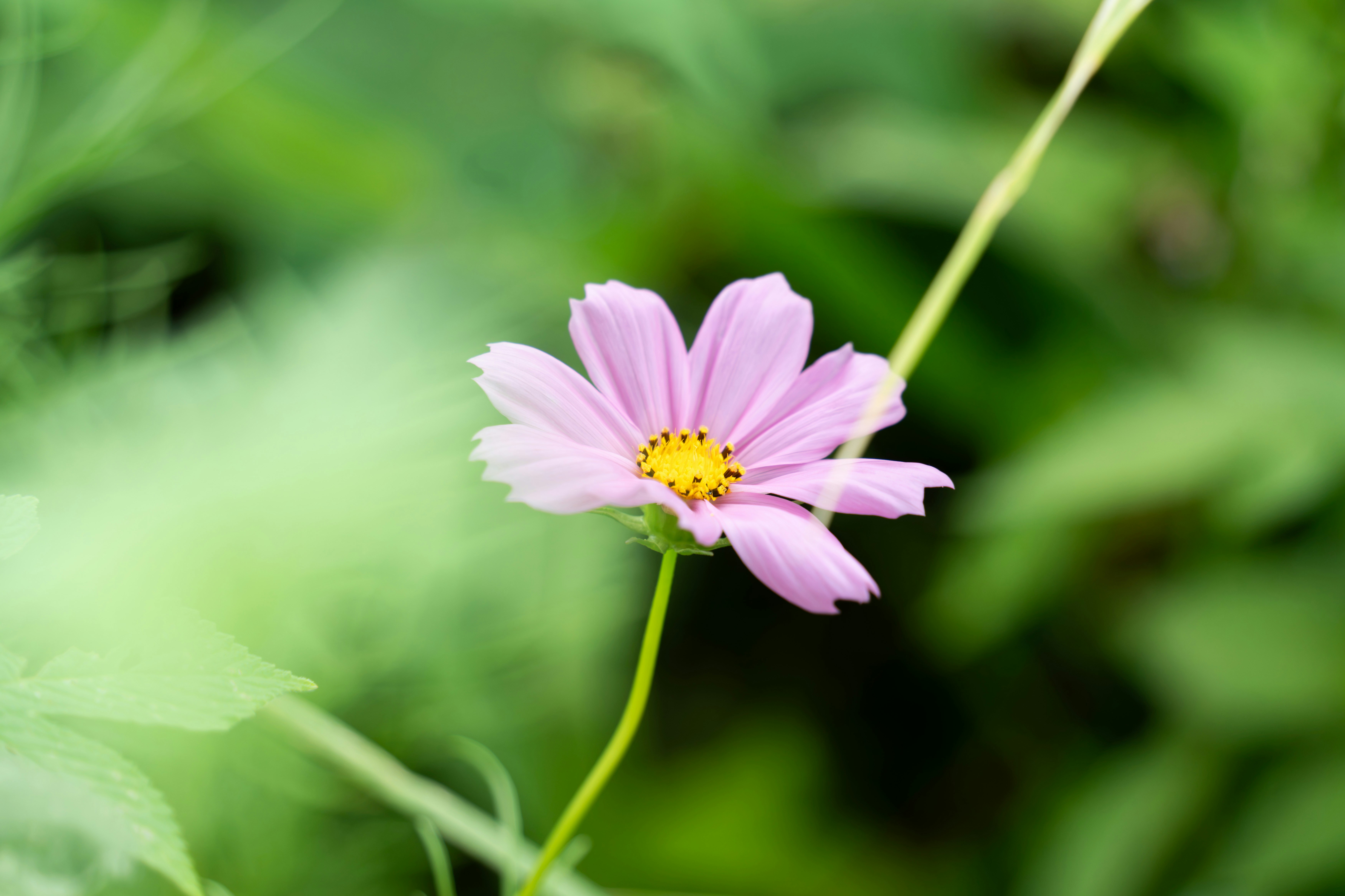 Pink Cosmos on a Velvet Green Stem