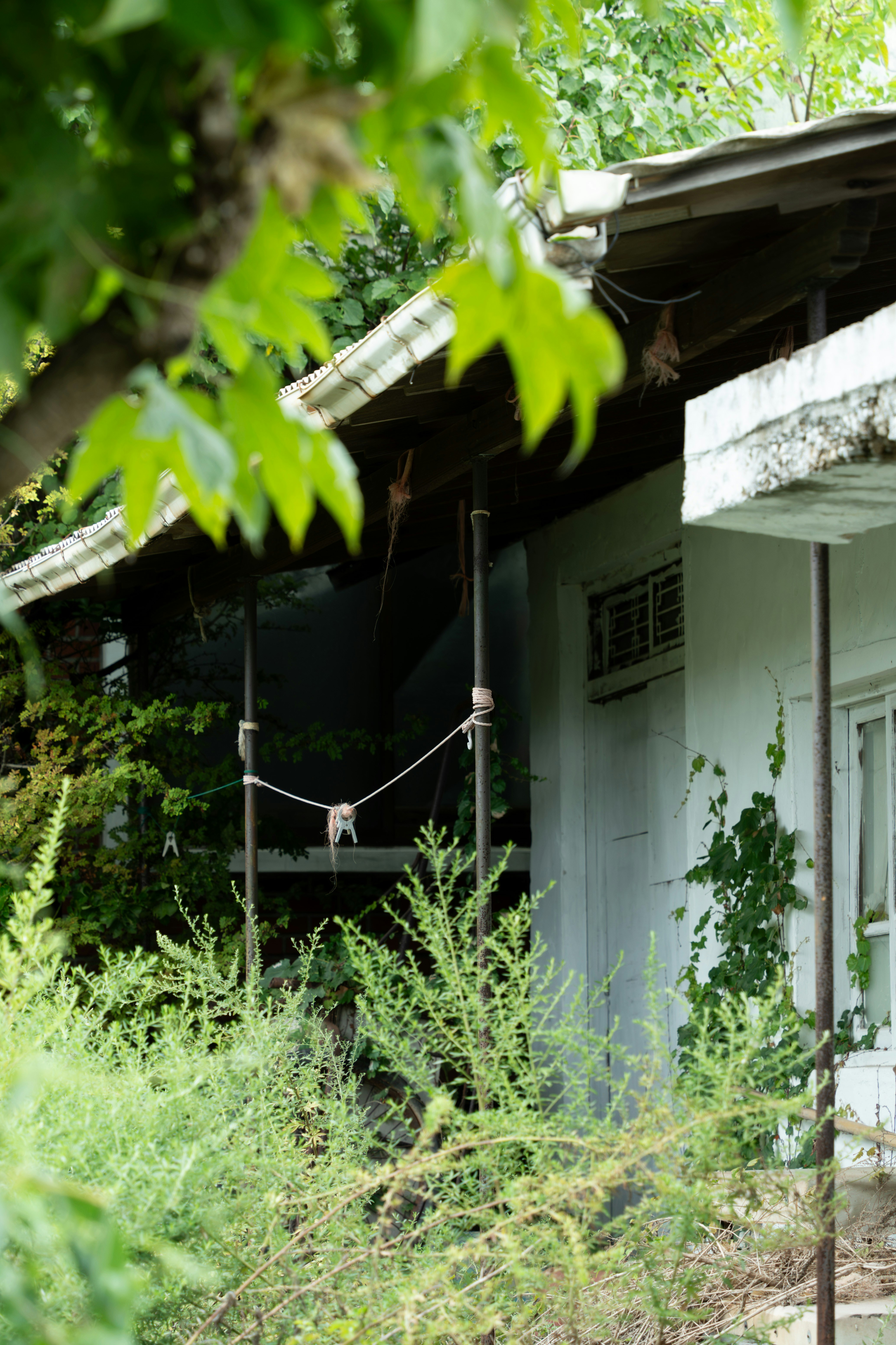 Overgrown Shelter: A Quiet Decay Beneath a Vine-Covered Roof