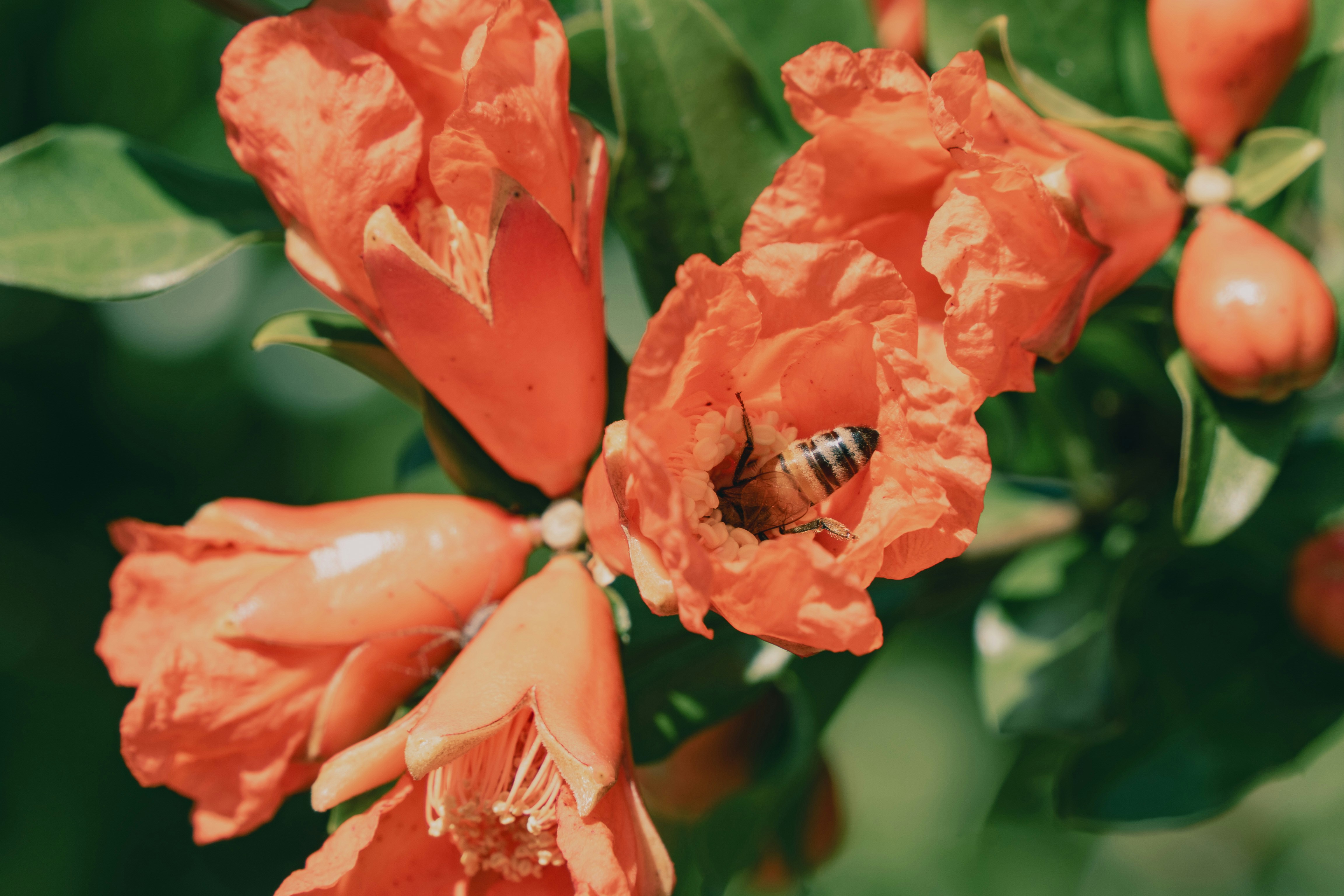 Bee in a Coral Bloom: Focused Moment on a Pomegranate Orange Blossom