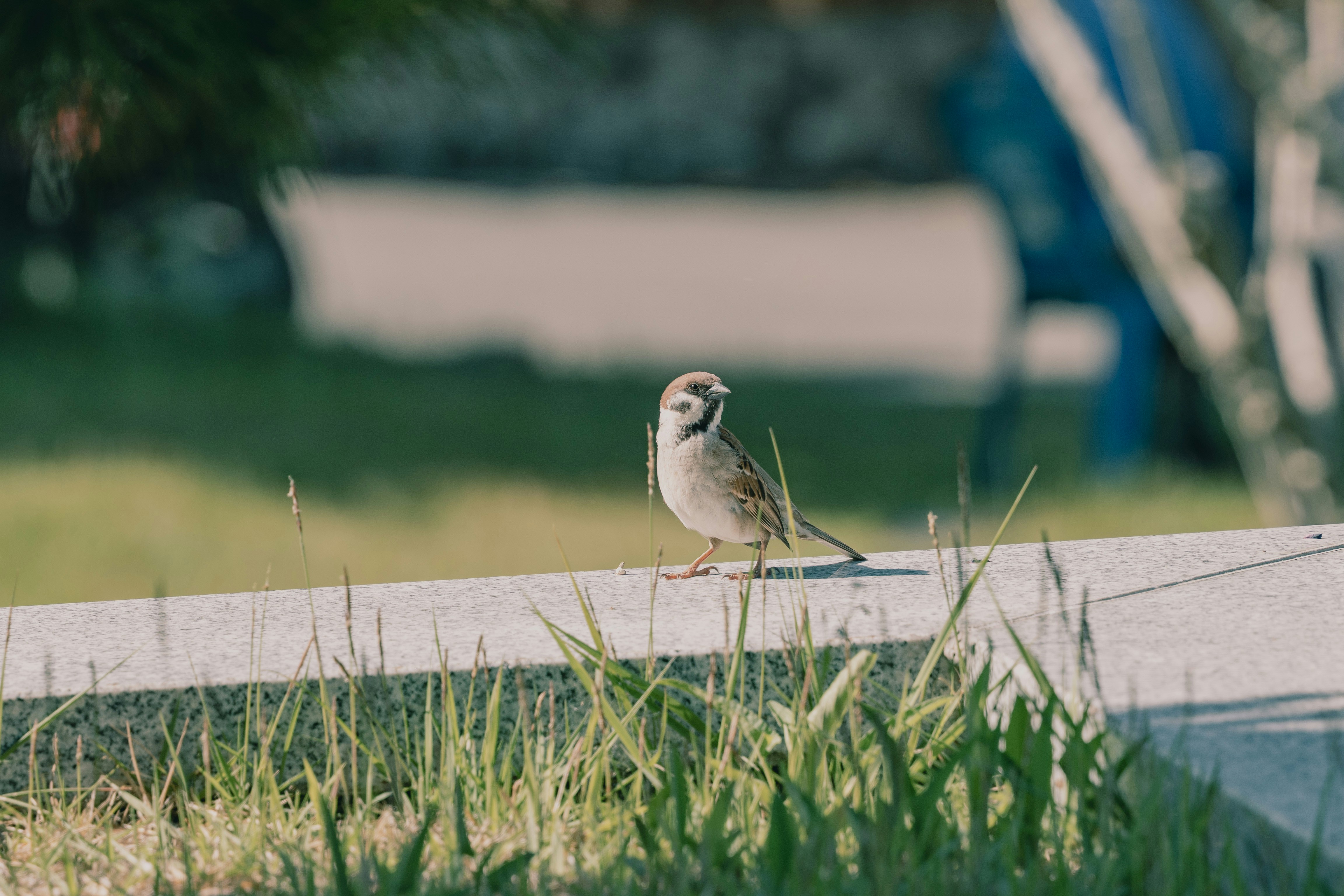 A Quiet Lullaby: A Small Sparrow on a Patch of Concrete