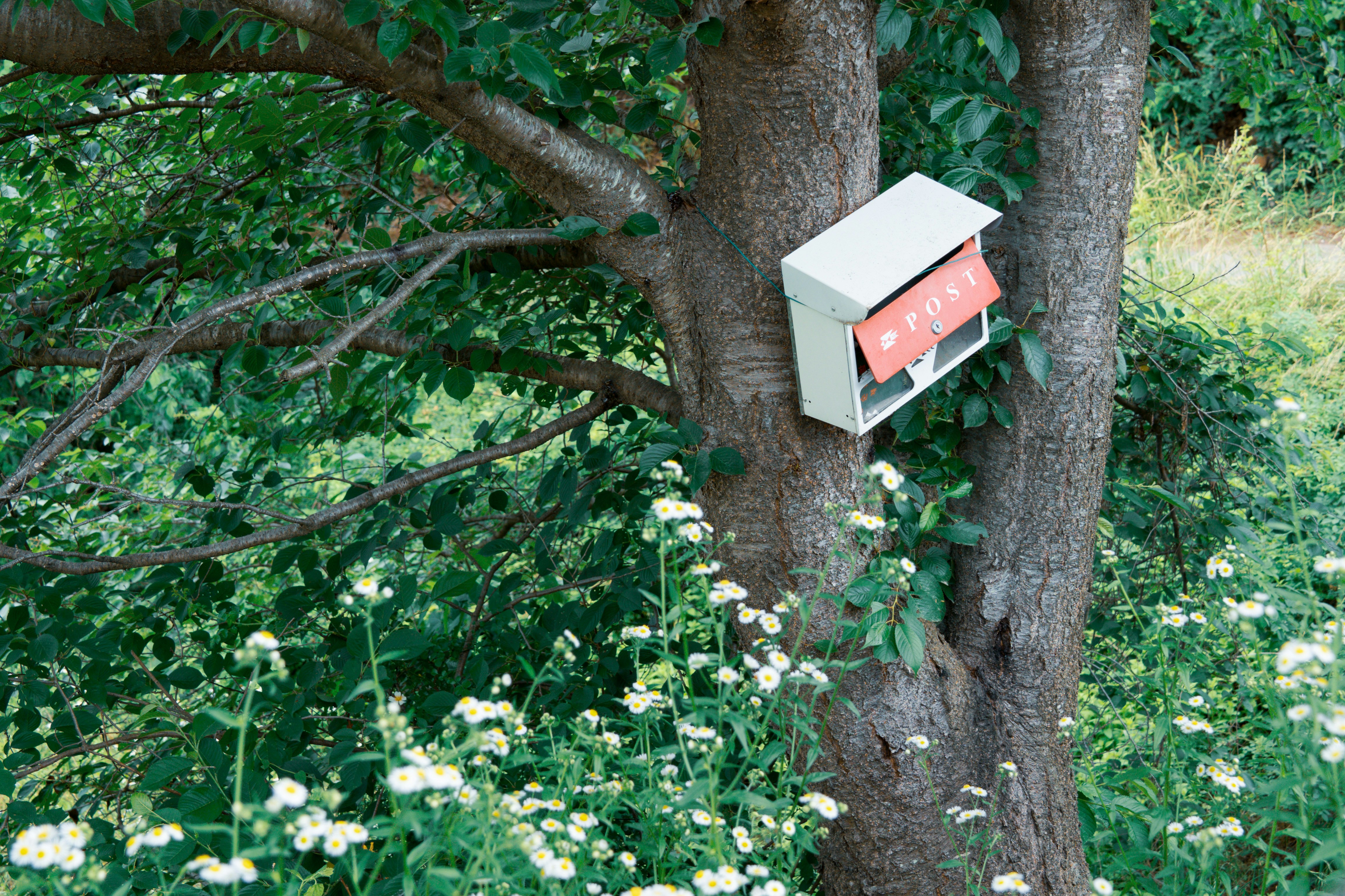 Ariel-mailbox Nook: A Tree Grafts a Red Post Wing