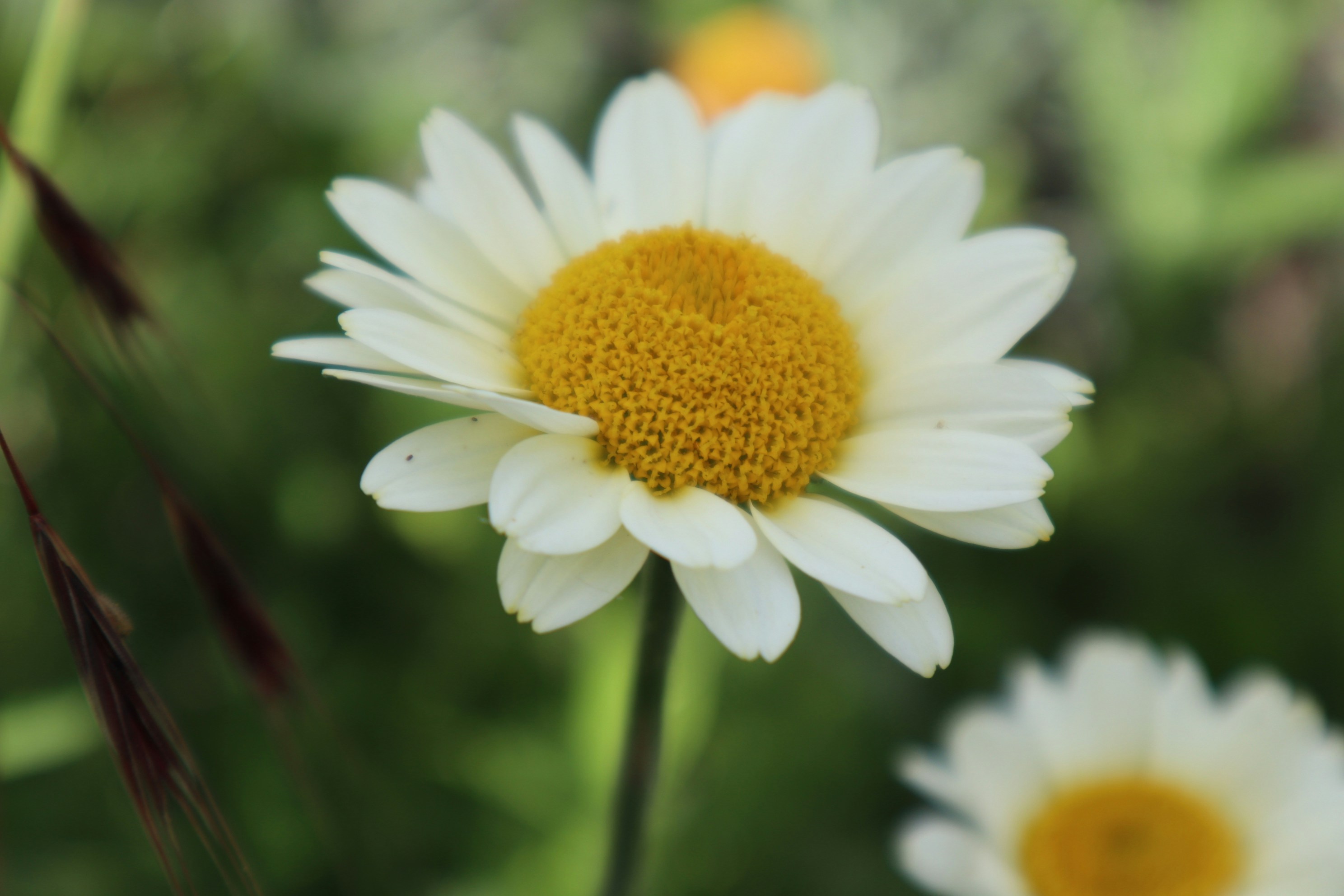 Sunny Daisy Focus: Central Bloom in a Quiet Garden