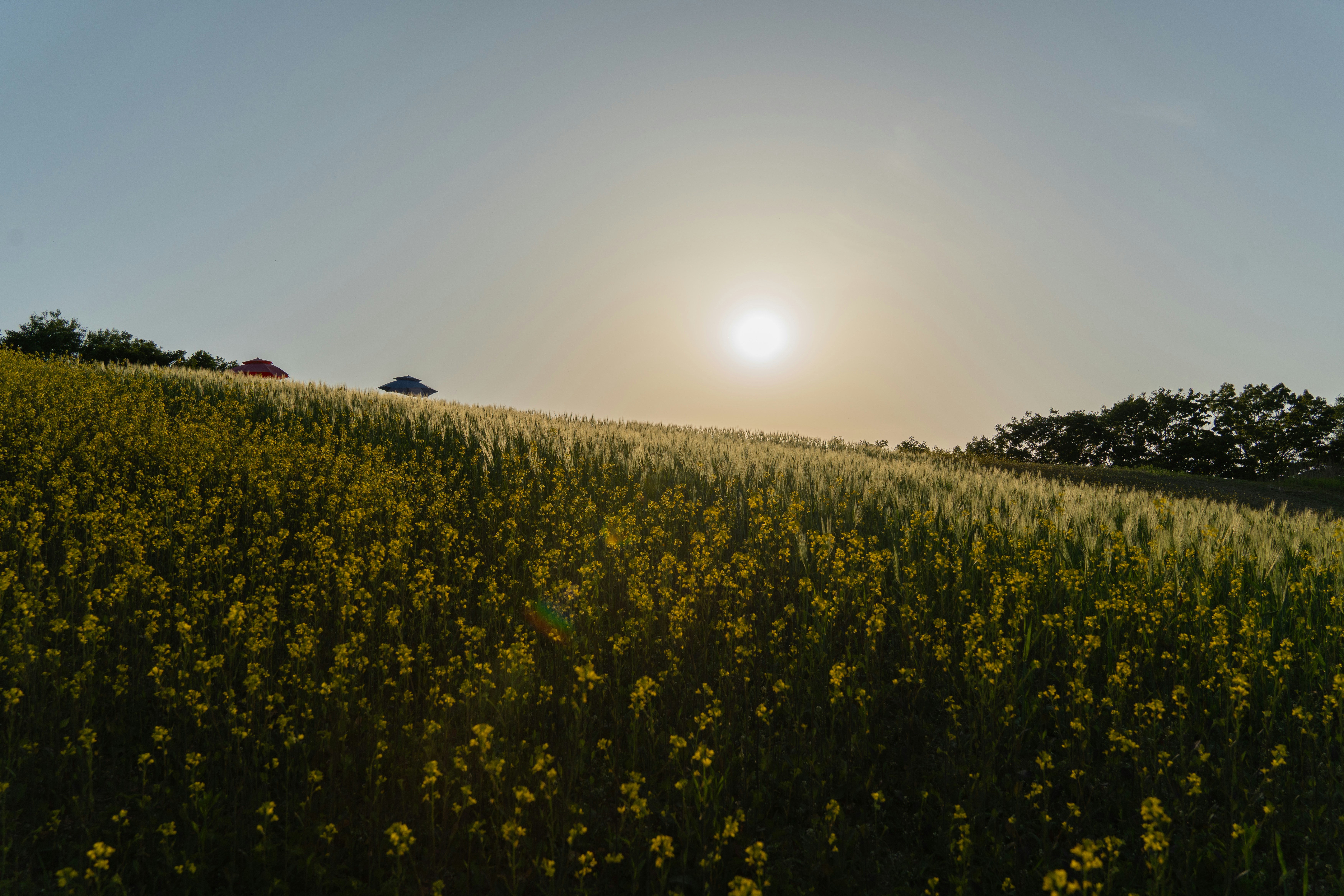 Sunlit Canola Sea at Dusk