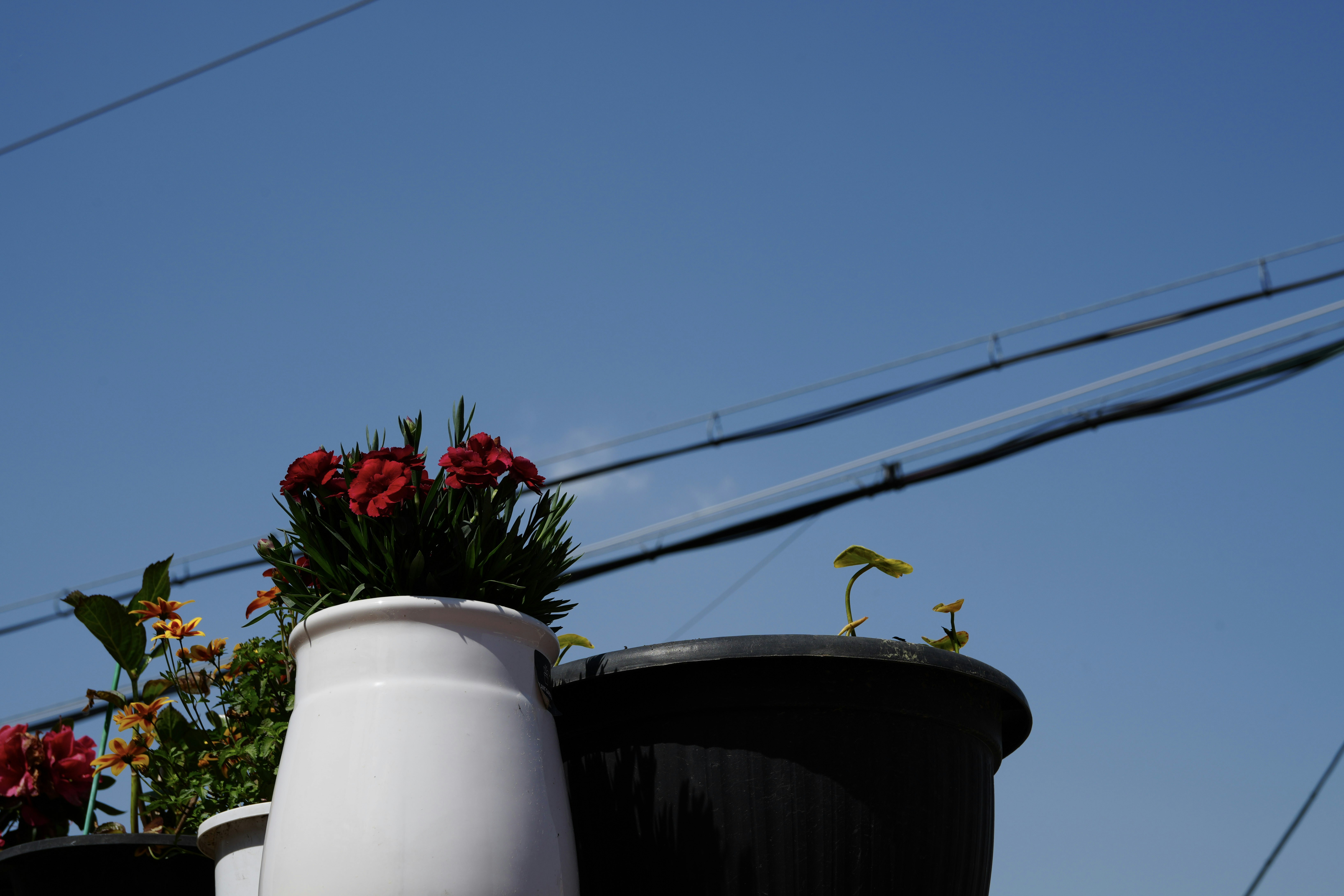 Floral Motif in Earthen Vessels Against a Clear Sky