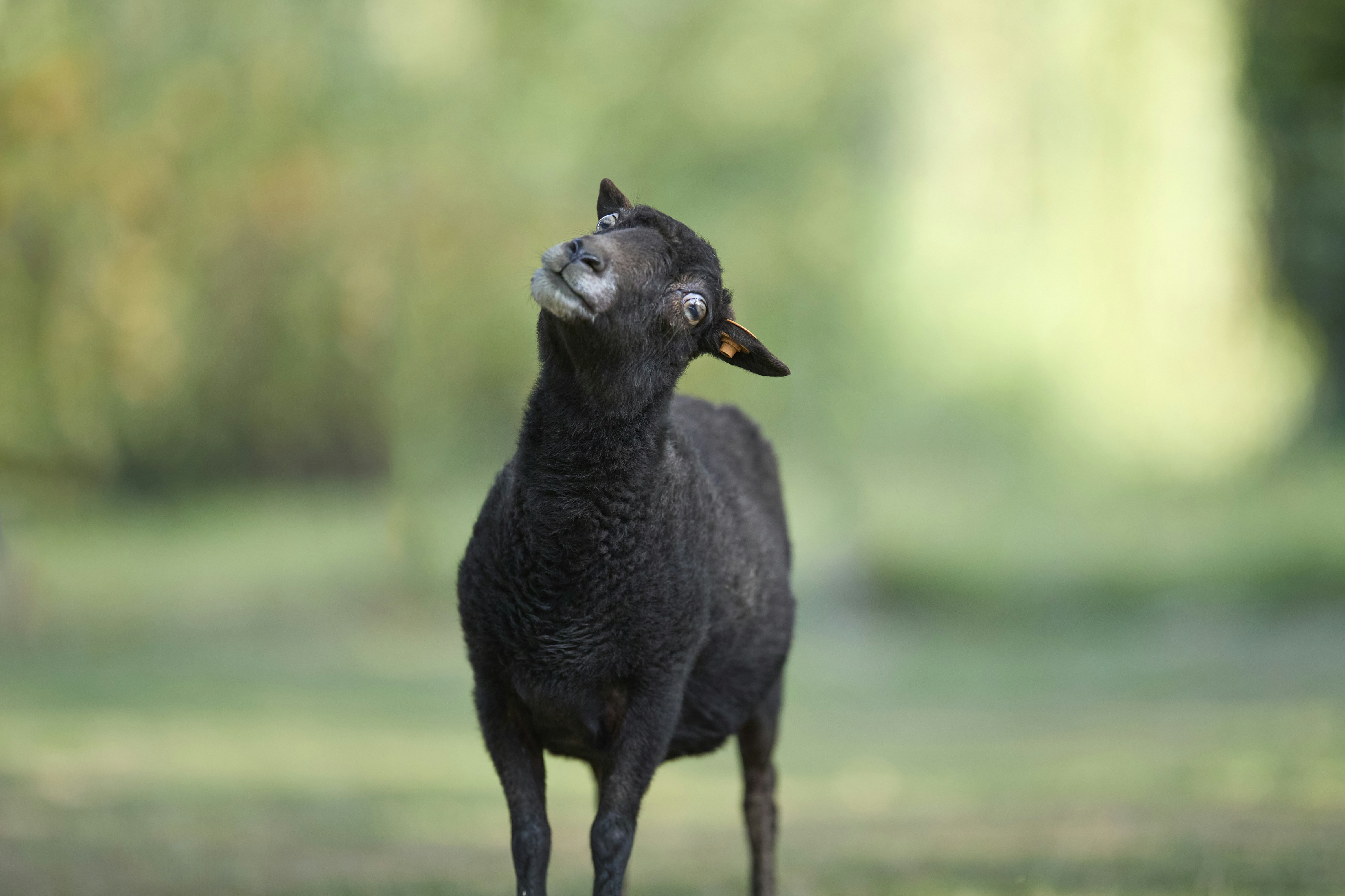Curious Forest Rooftop: A Black Lamb Gazes Skyward