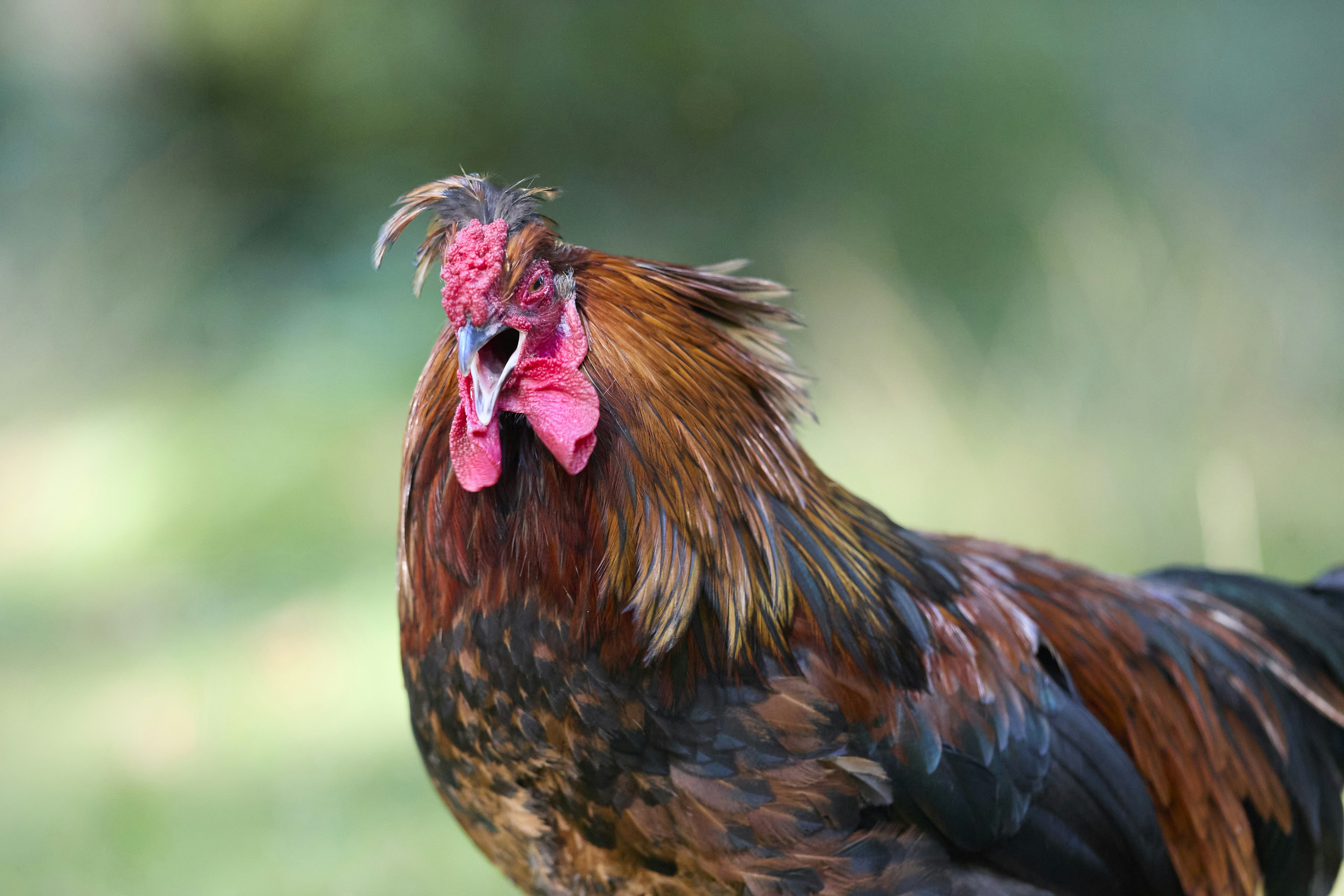 Vivid Rooster: Crimson Crest and Sunlit Feathers