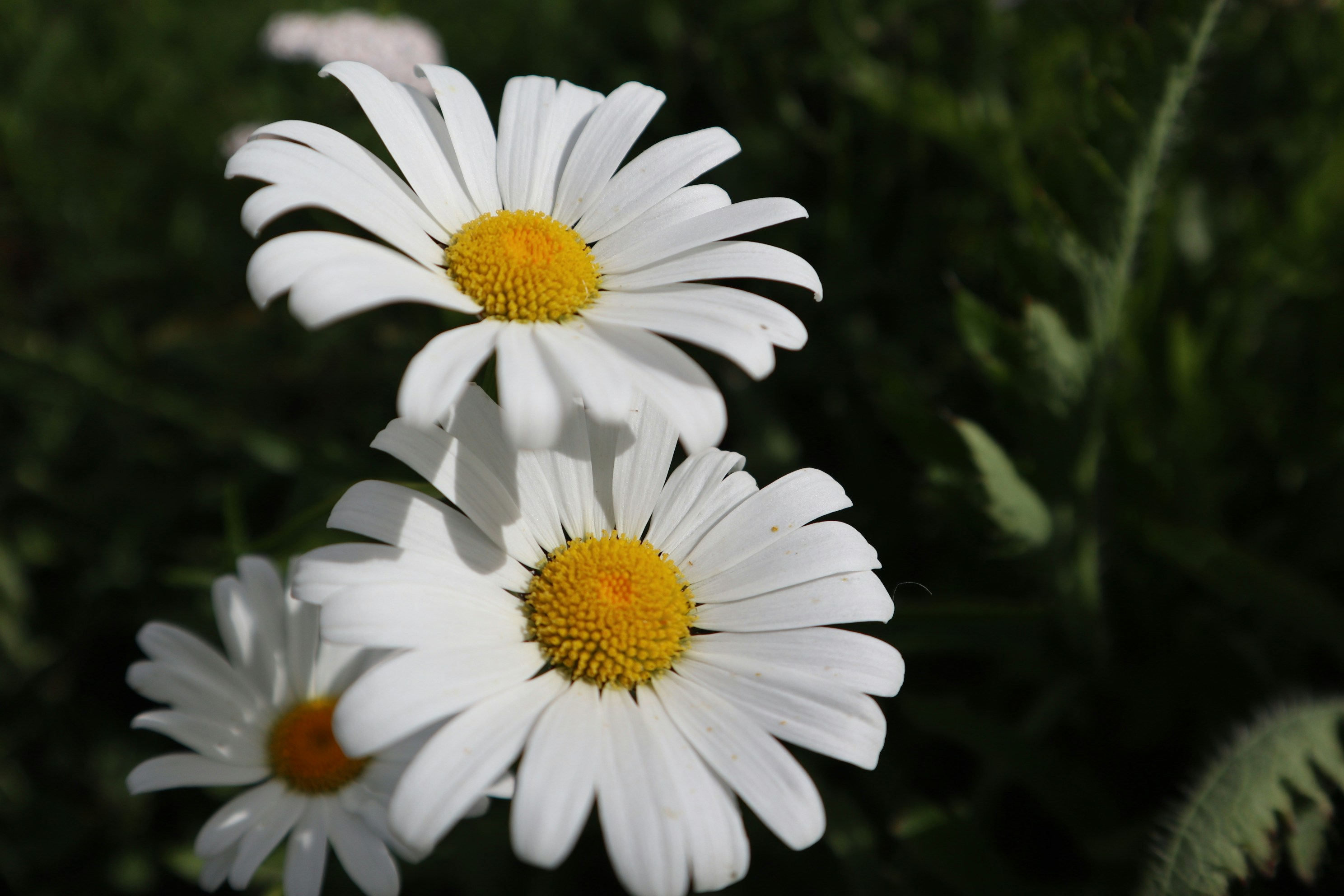 Daisy Trio in Soft Shade: Close-Up of White Petals and Sunny Centers