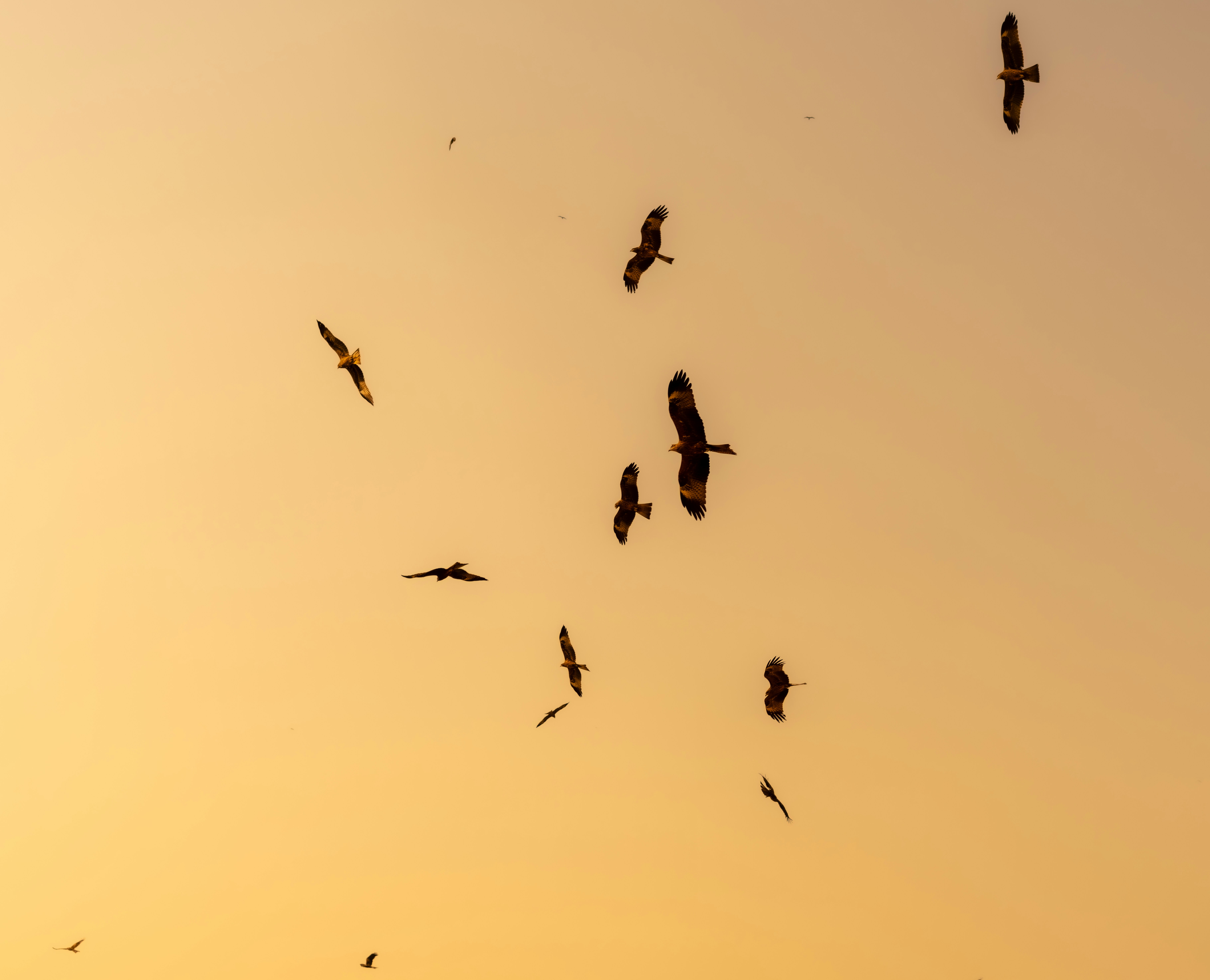 Group of seabirds gliding across a warm sunset sky, captured in a minimal, airy composition.