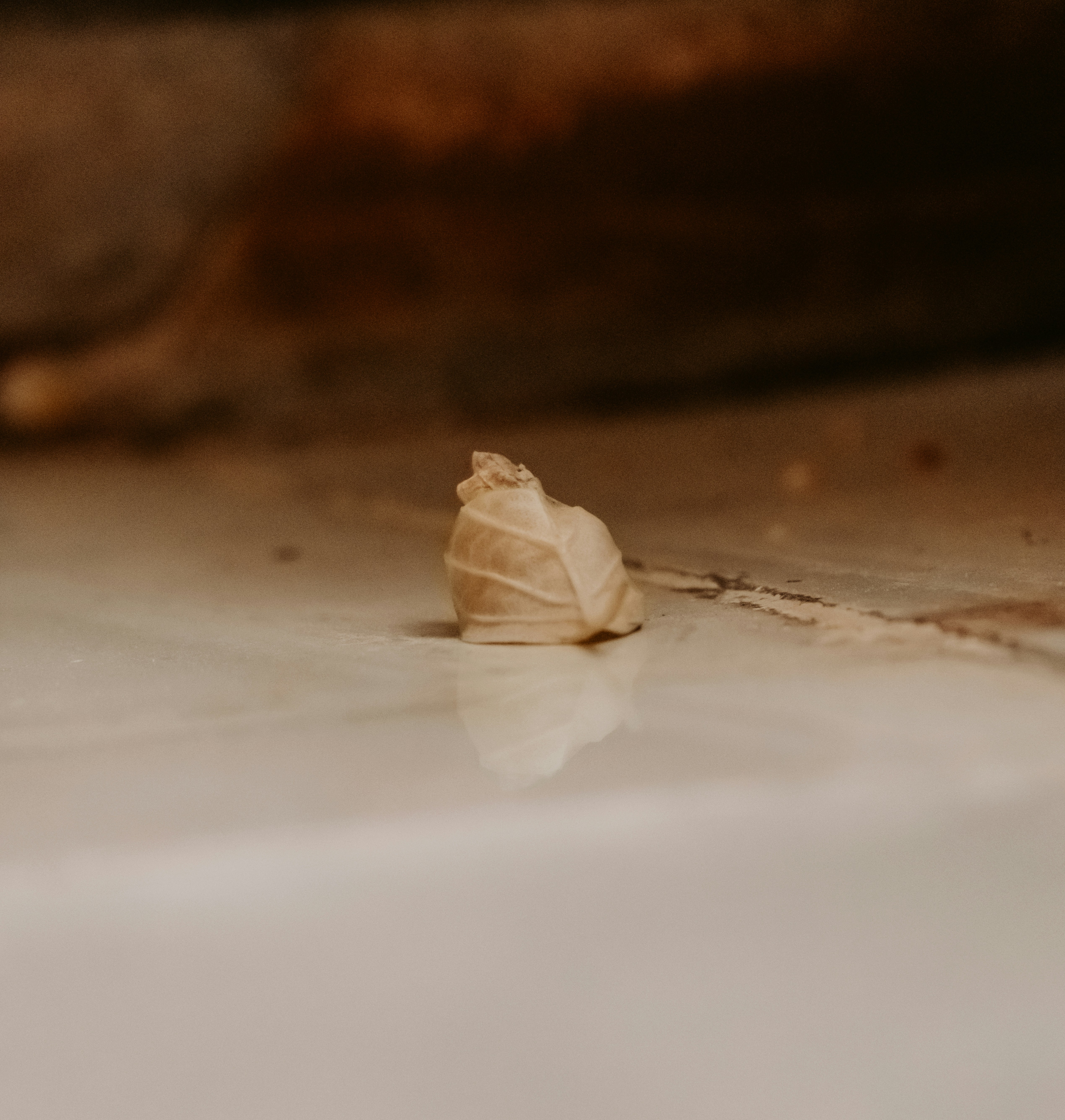 Single shell on a quiet beach at dusk