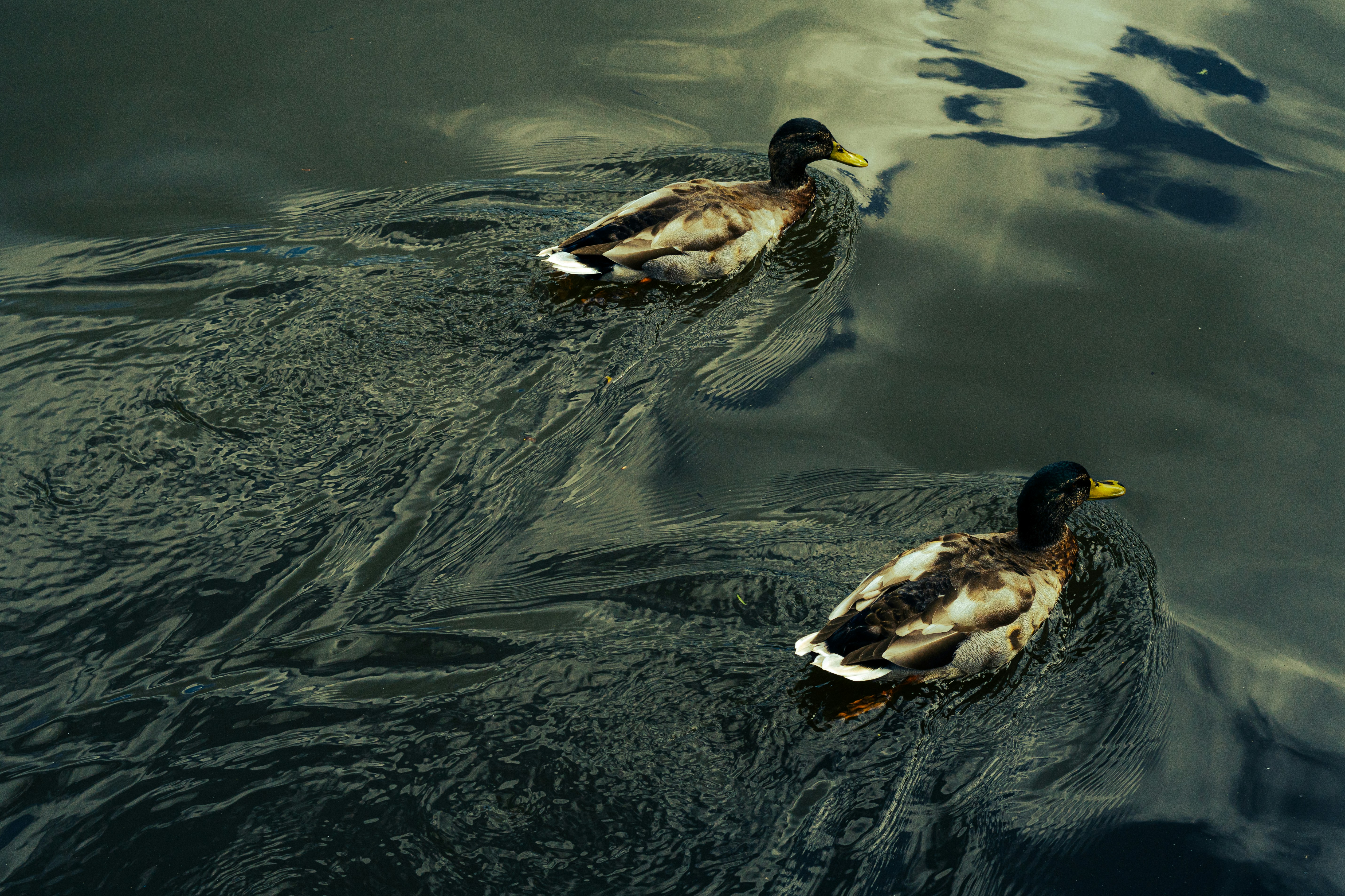Duo of Ducks in Sinuous Wake