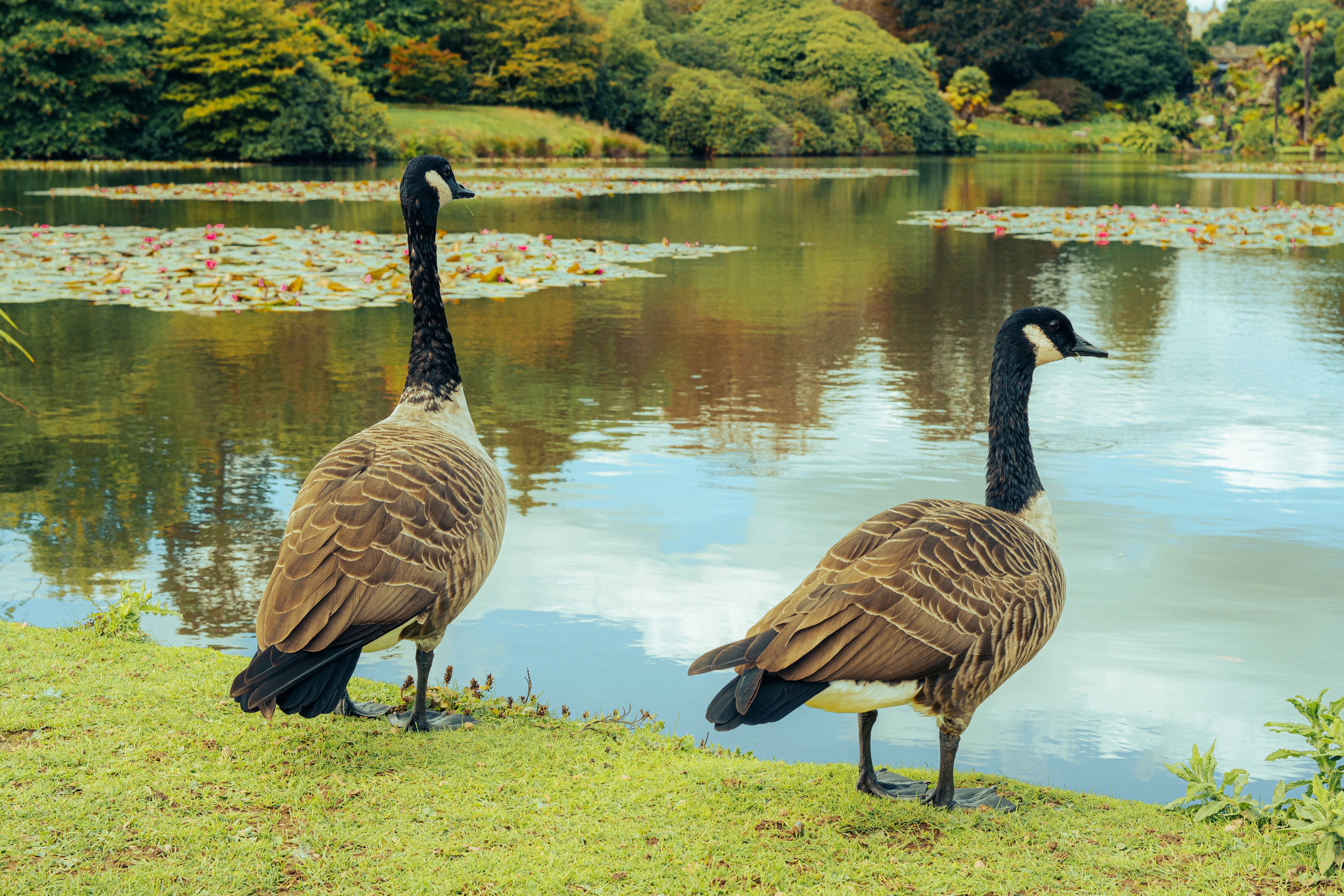 Two Canada geese standing at the edge of a tranquil lake surrounded by lush greenery, lily pads, and soft reflections on the water.