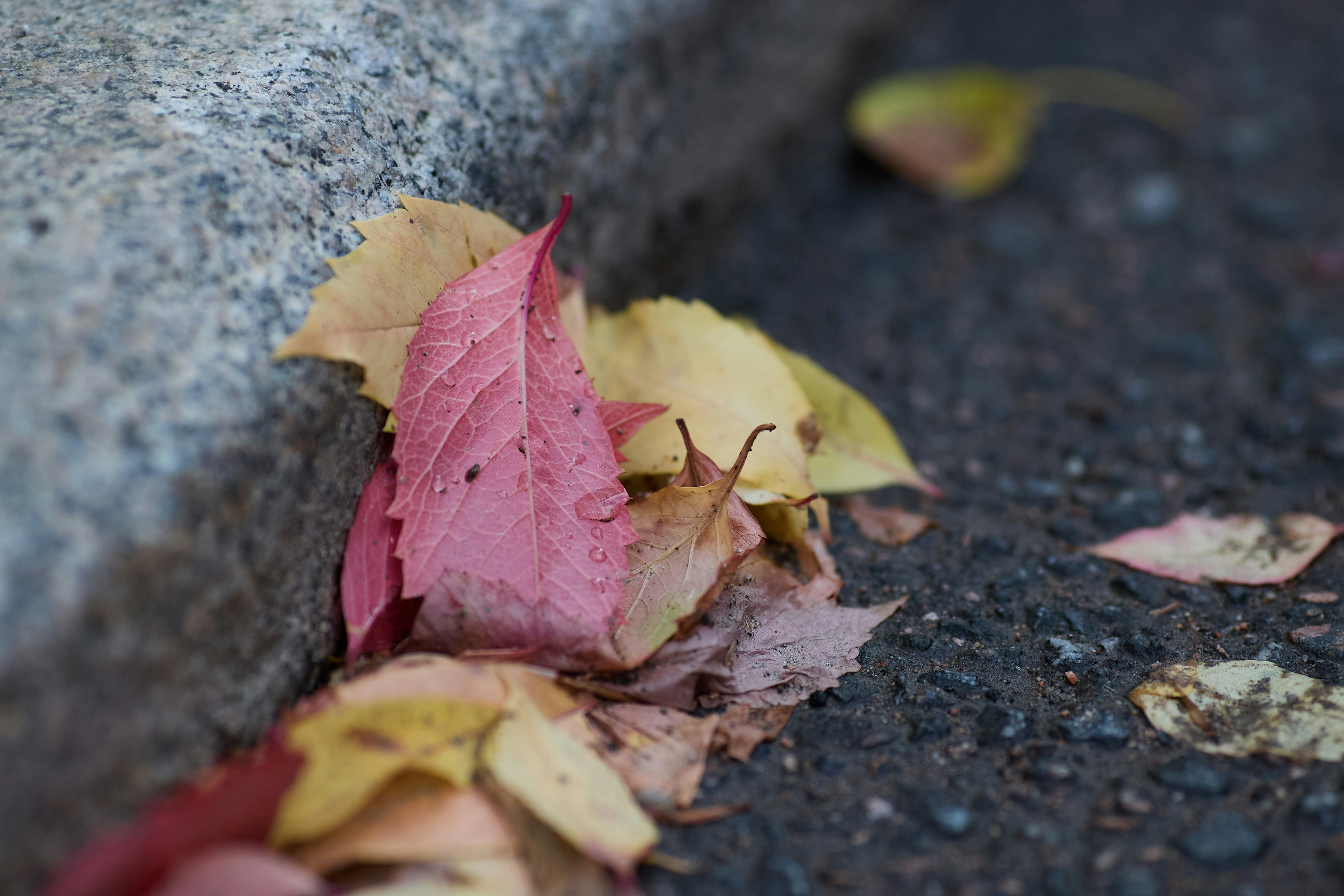 Autumn Leaf Breathe: A Red-Tinted Leaf Nestled by Cold Asphalt