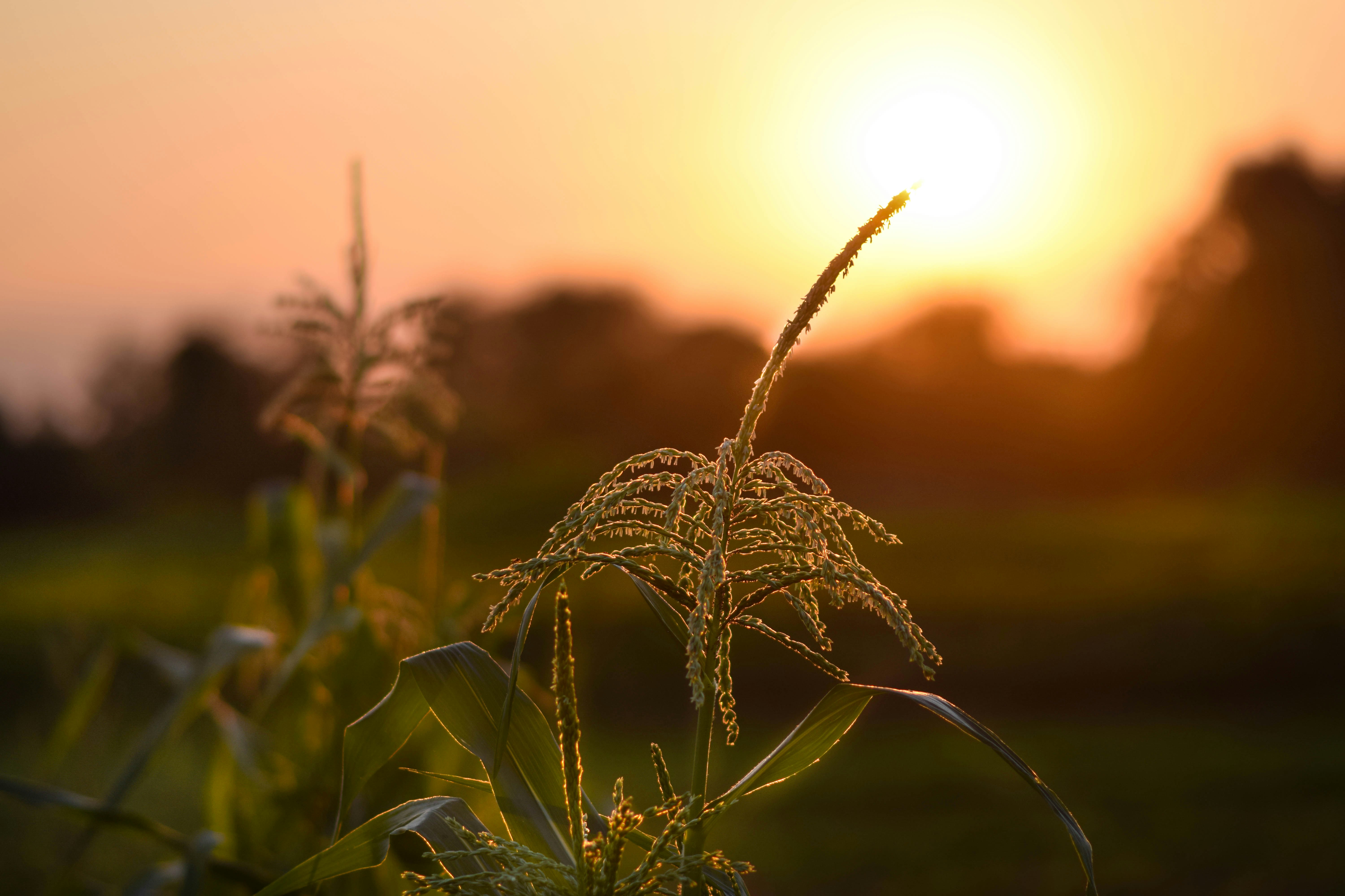 Backlit Grass Spike: Golden Hour Focus on the Central Seedhead
