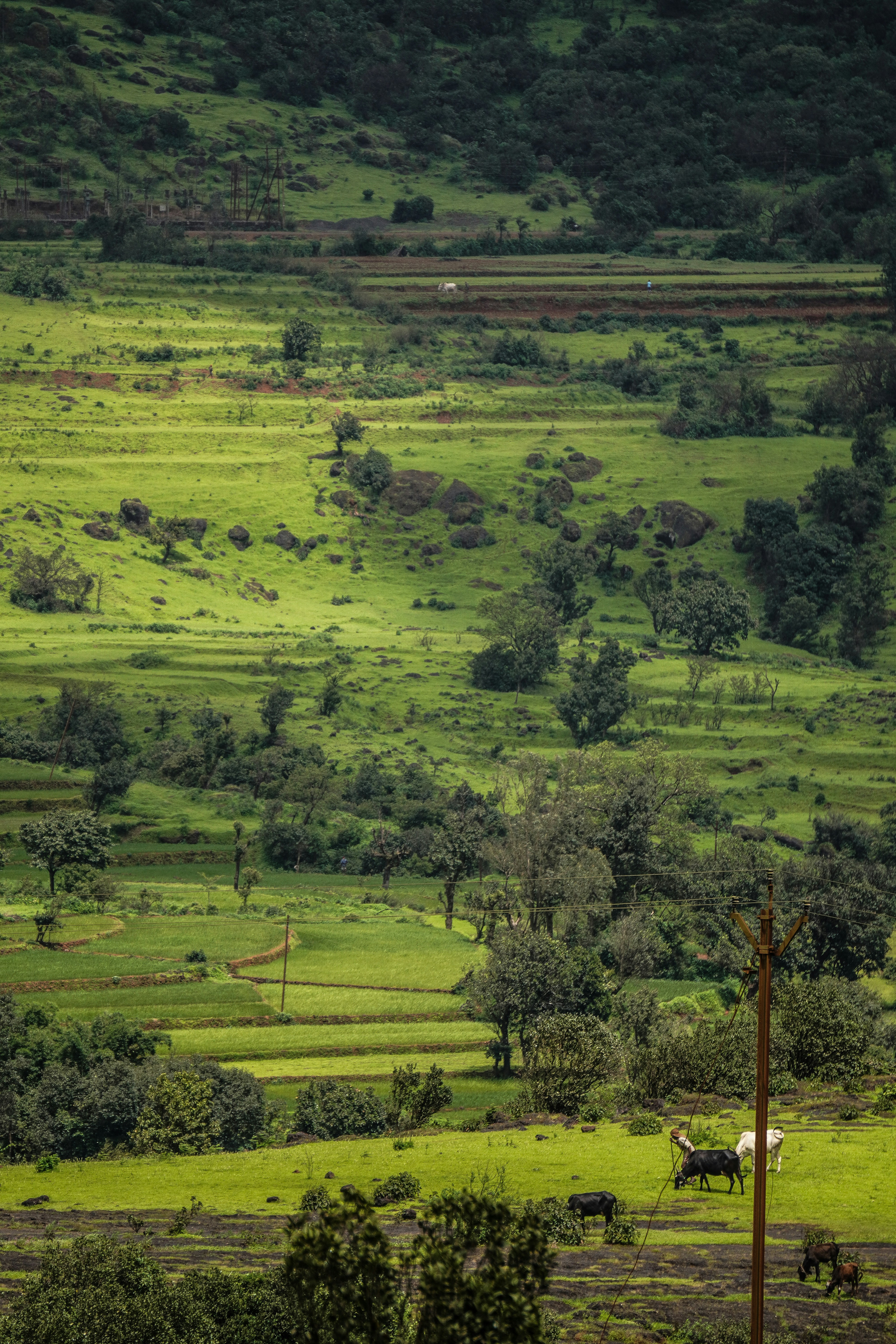 Pasture Cascade: Cattle and Hillside Terraces Under Warm Light