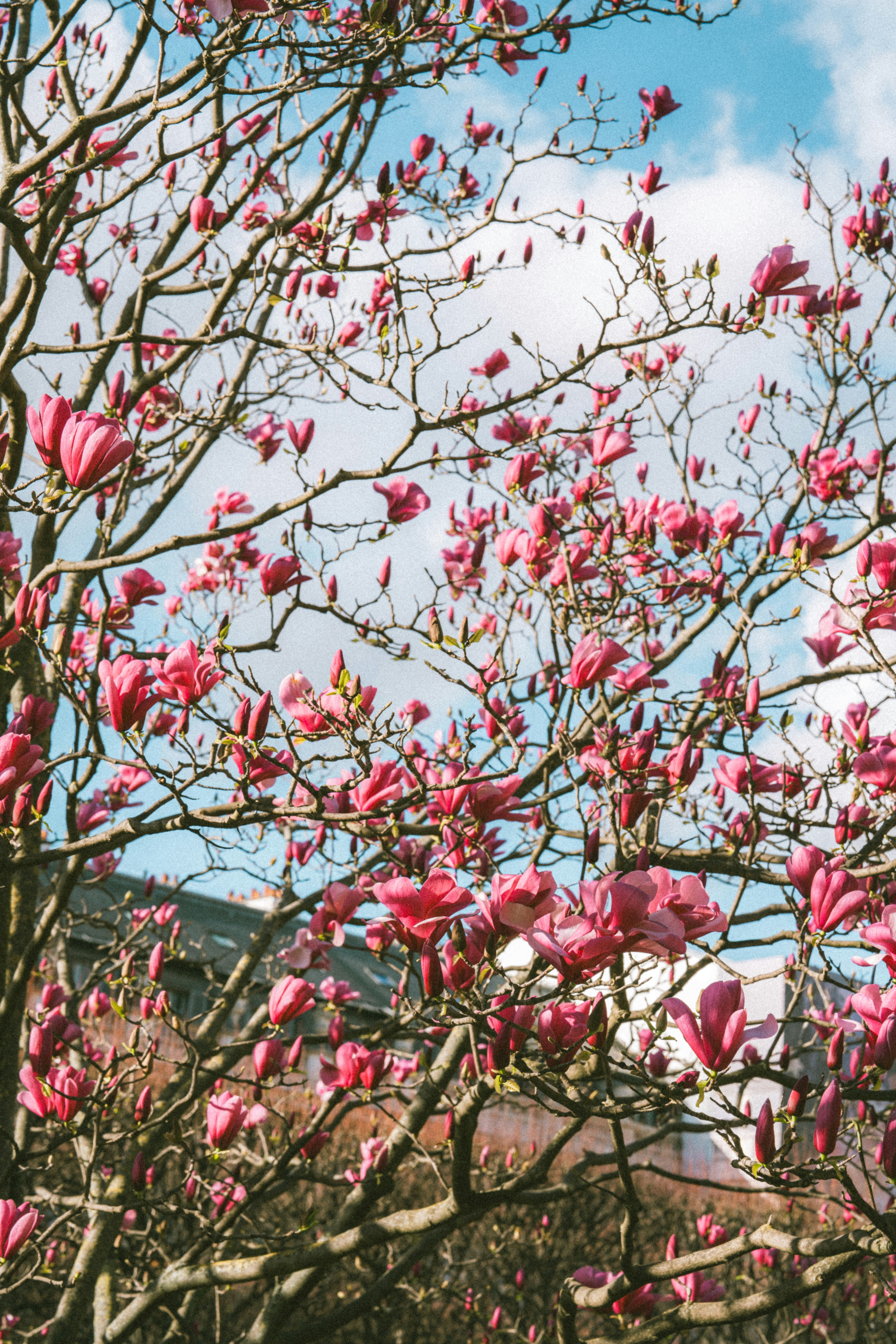 Blossoms in a Sky-Blue Moment