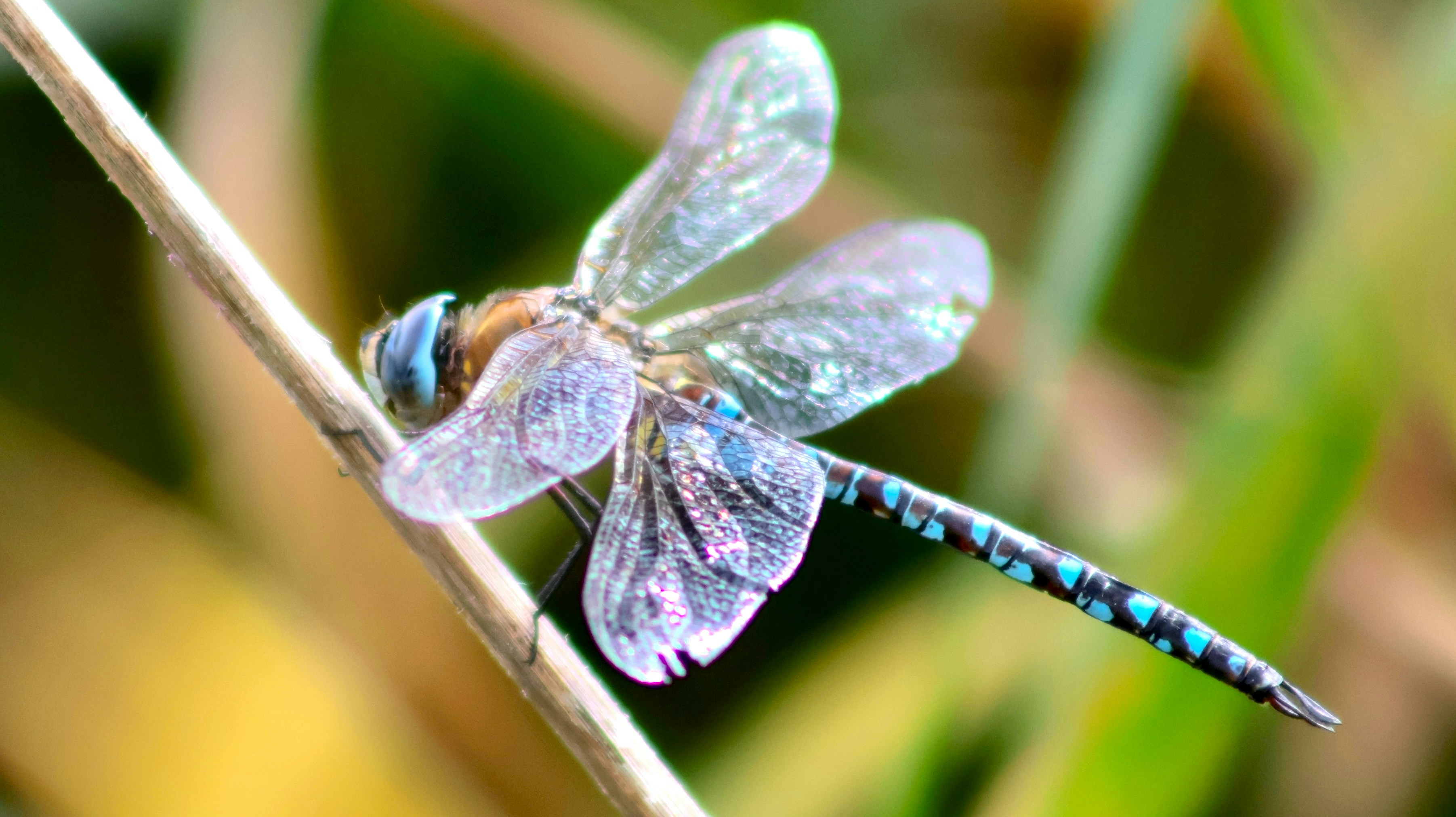 A Slip of Light: Dragonfly on a Thatch