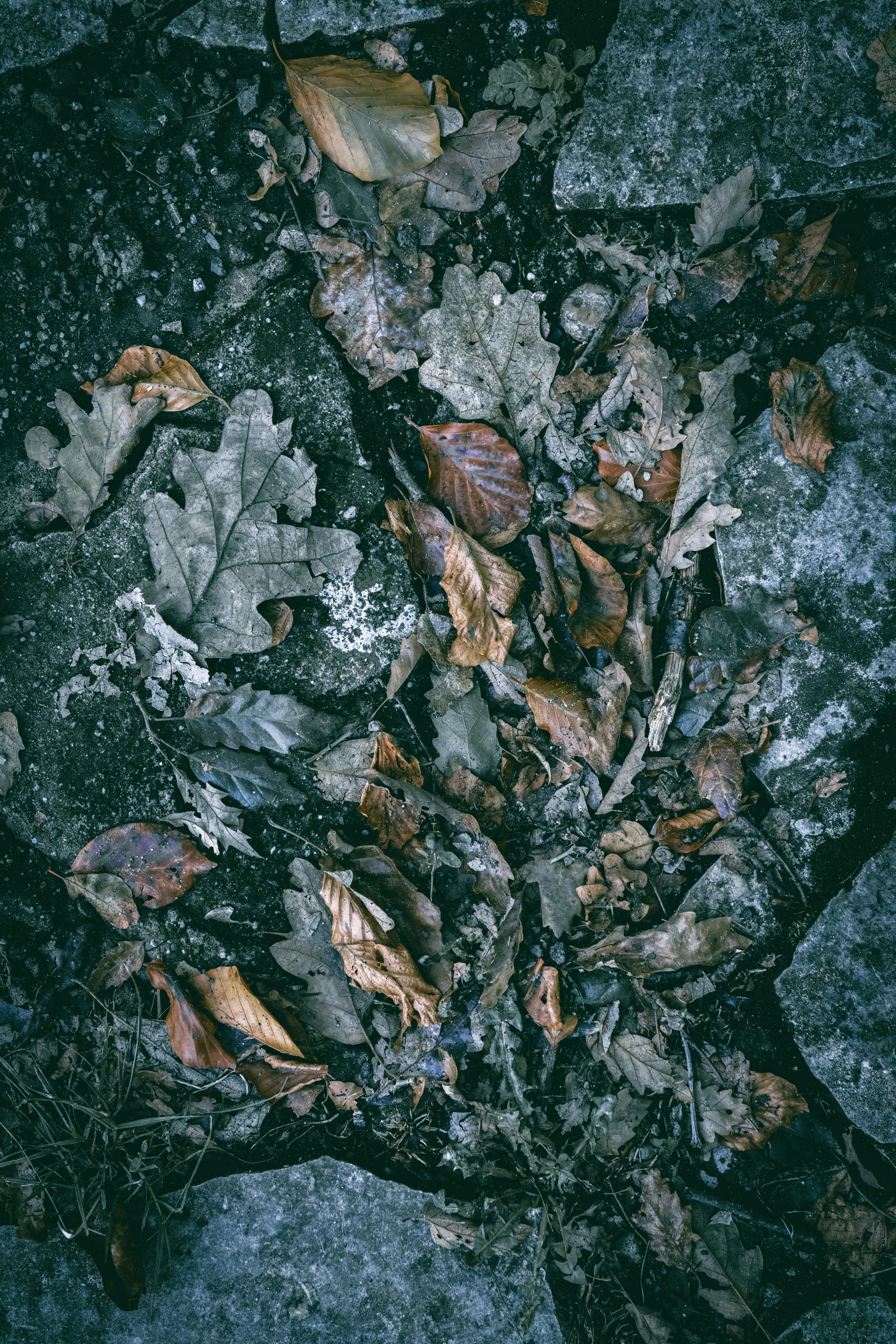 Autumn Leaves in a Frigid Cradle