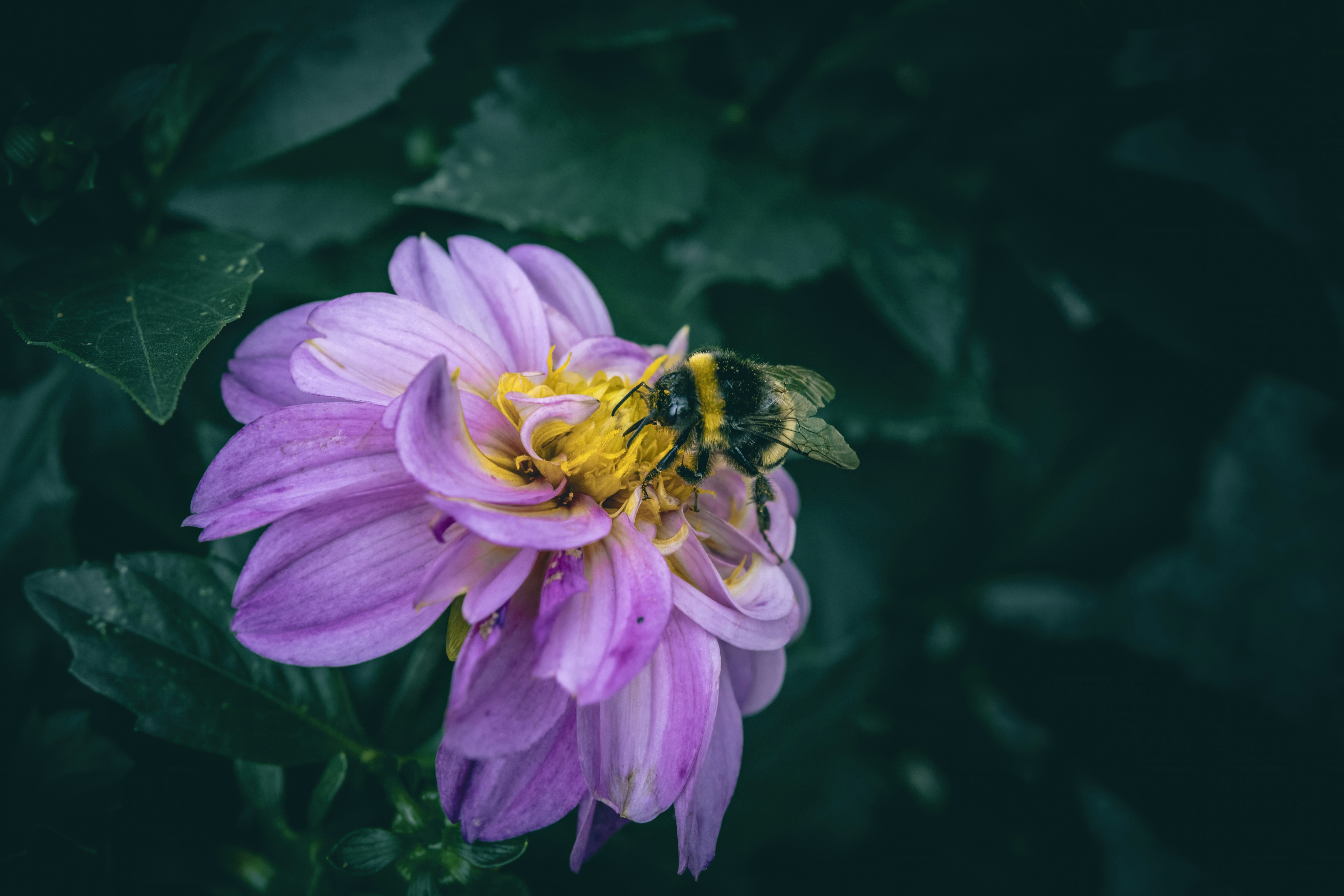 Amber Beneath Violet Petals: Bee at the Bloom's Core