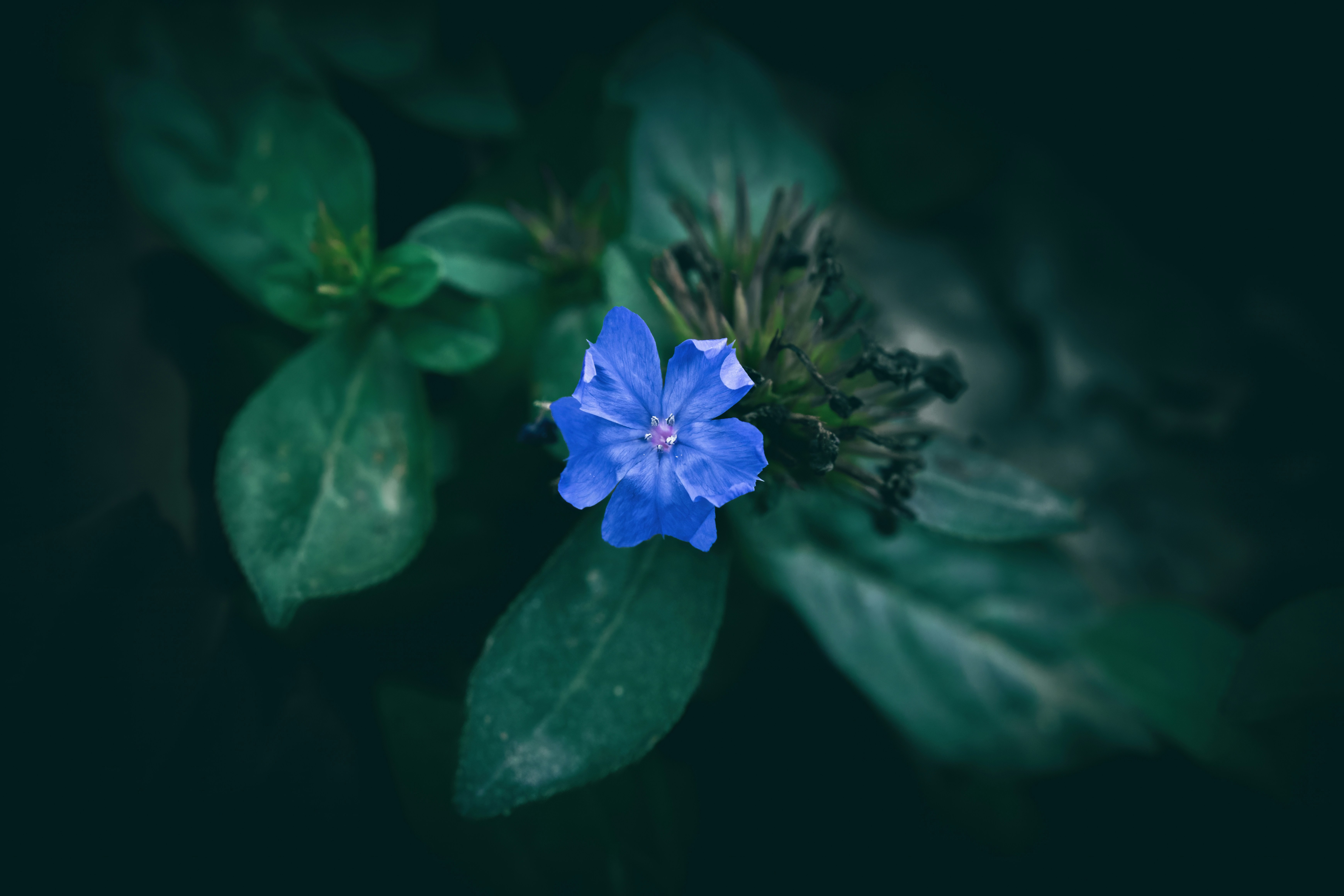 Blue Blossom in Velvet Green
