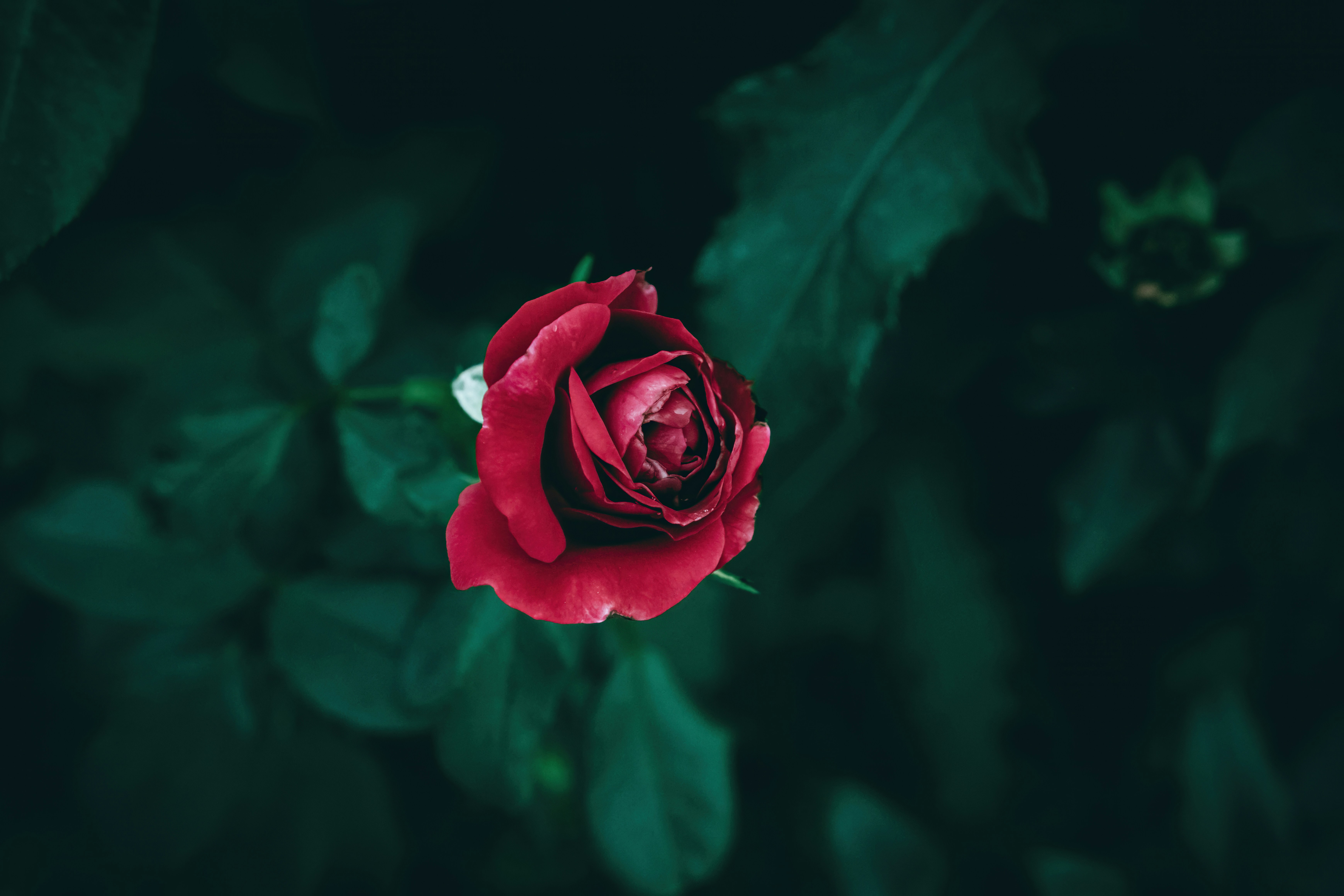 Crimson Bloom Centered: A Rose in Deep Green Silence