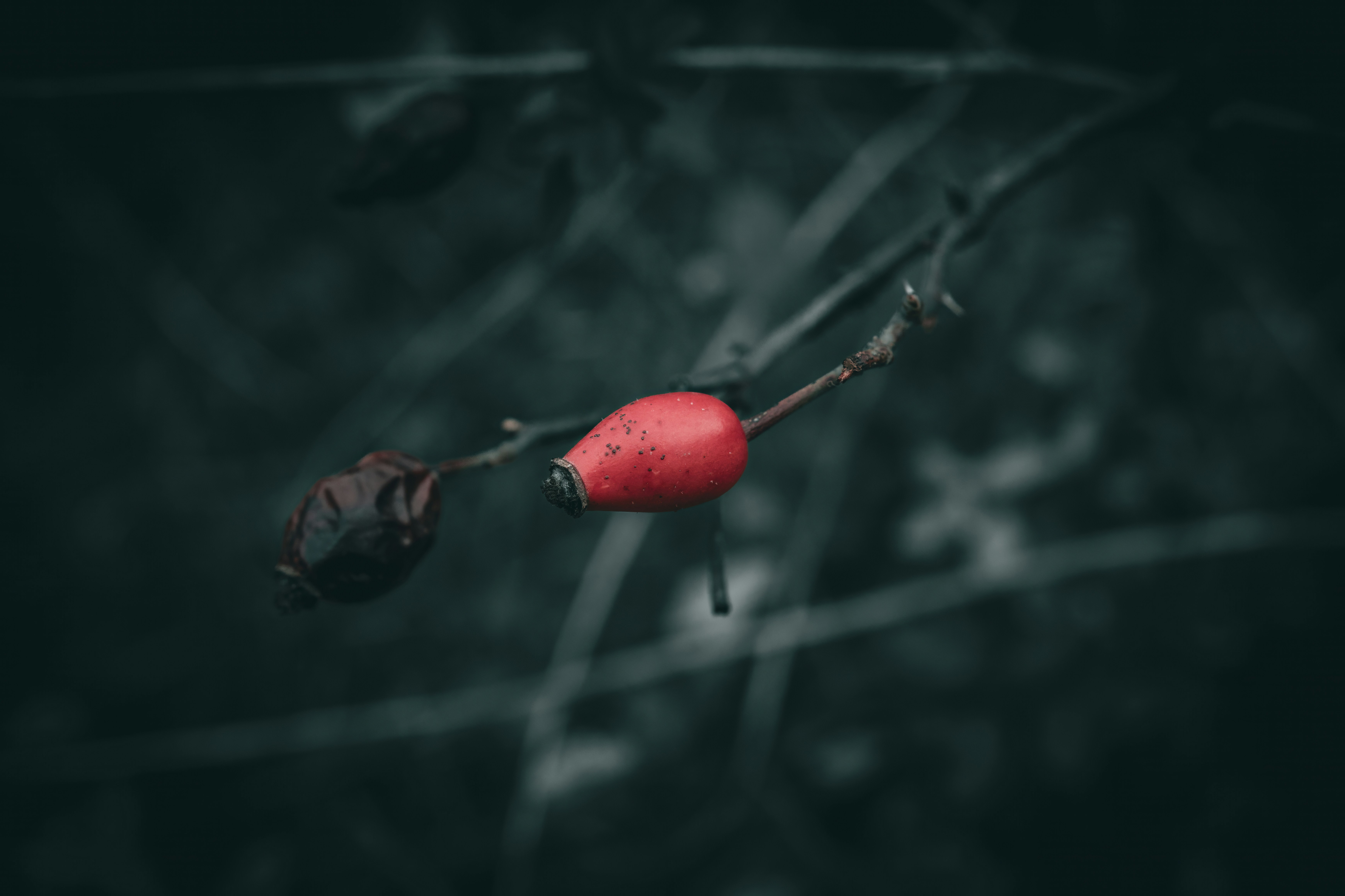 Red berry on a bare twig: a solitary pop of color in a moody, desaturated thicket