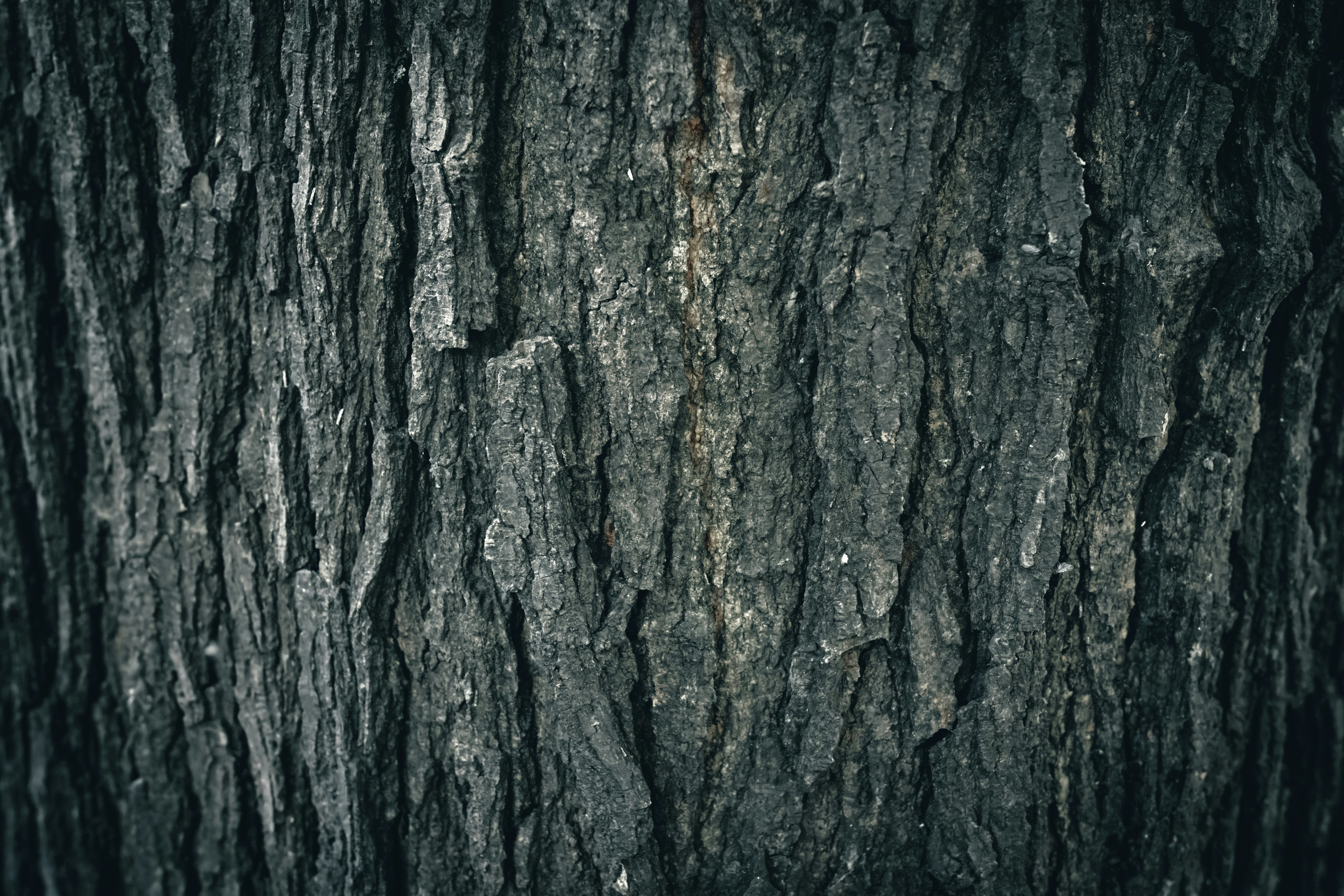 Rugged Bark Texture: Deep Grooves in Evening Light