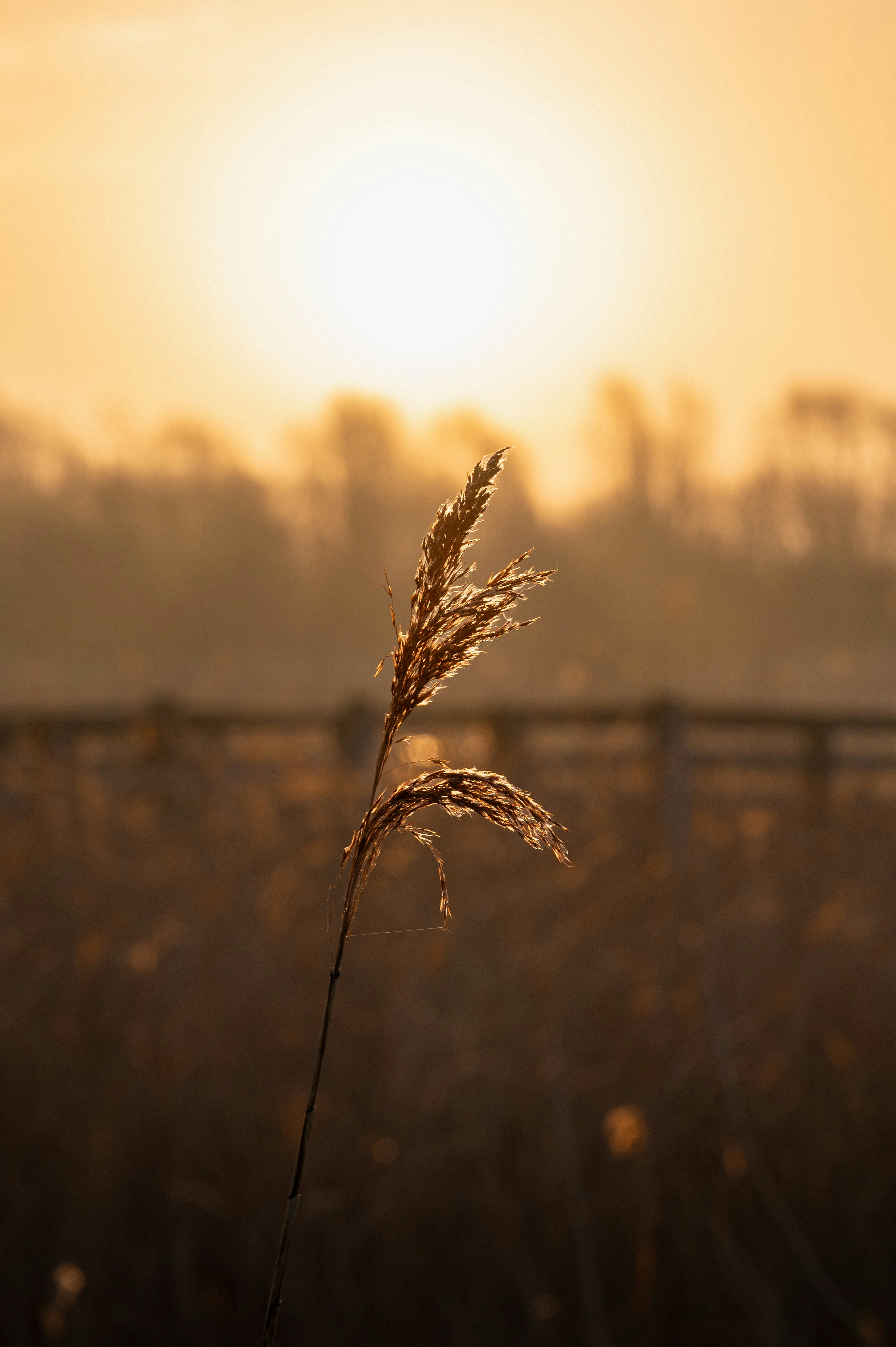 Golden Reed in a Quiet Sunset Field