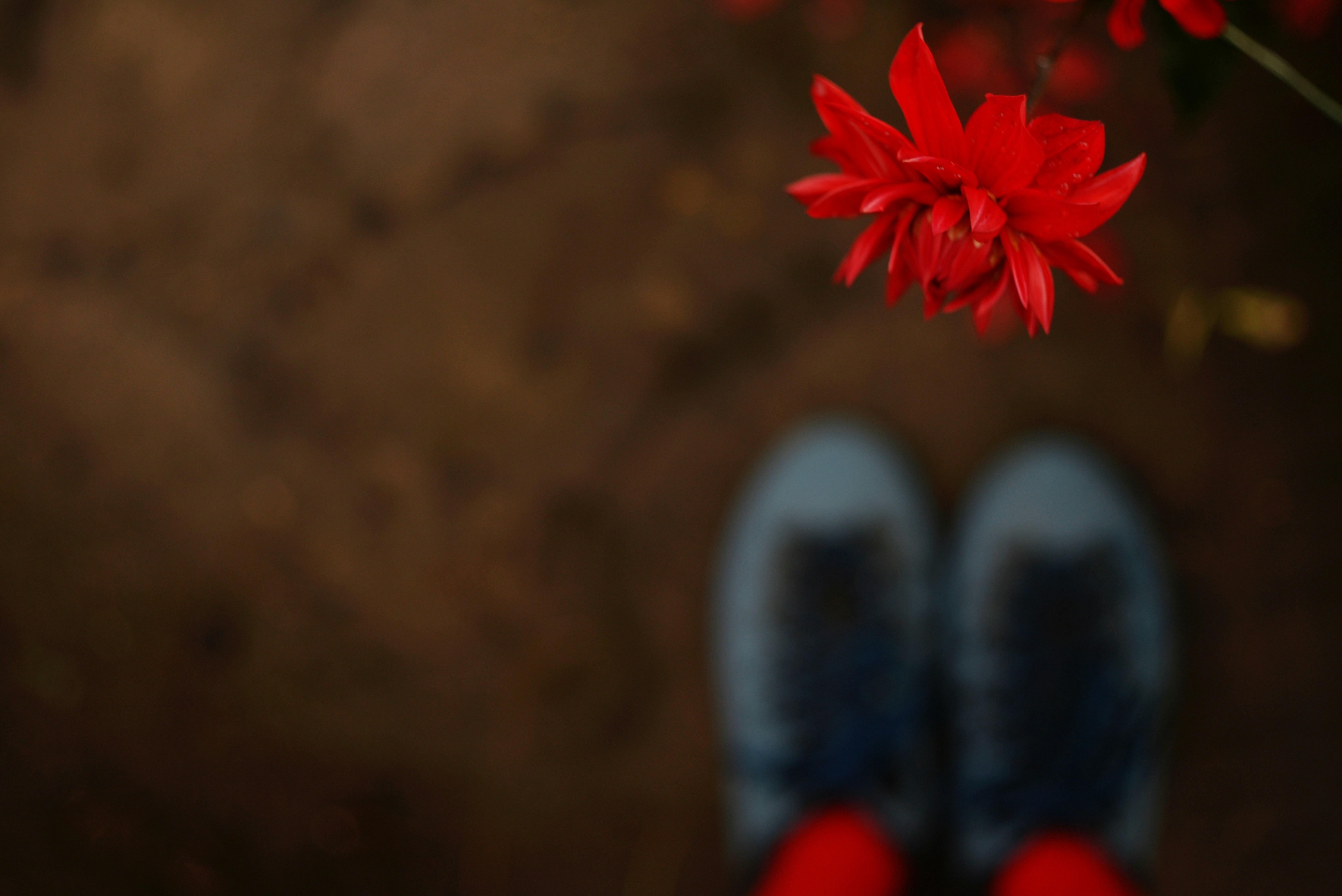 Red Bloom in Focus: A Quiet Step Toward the Corner