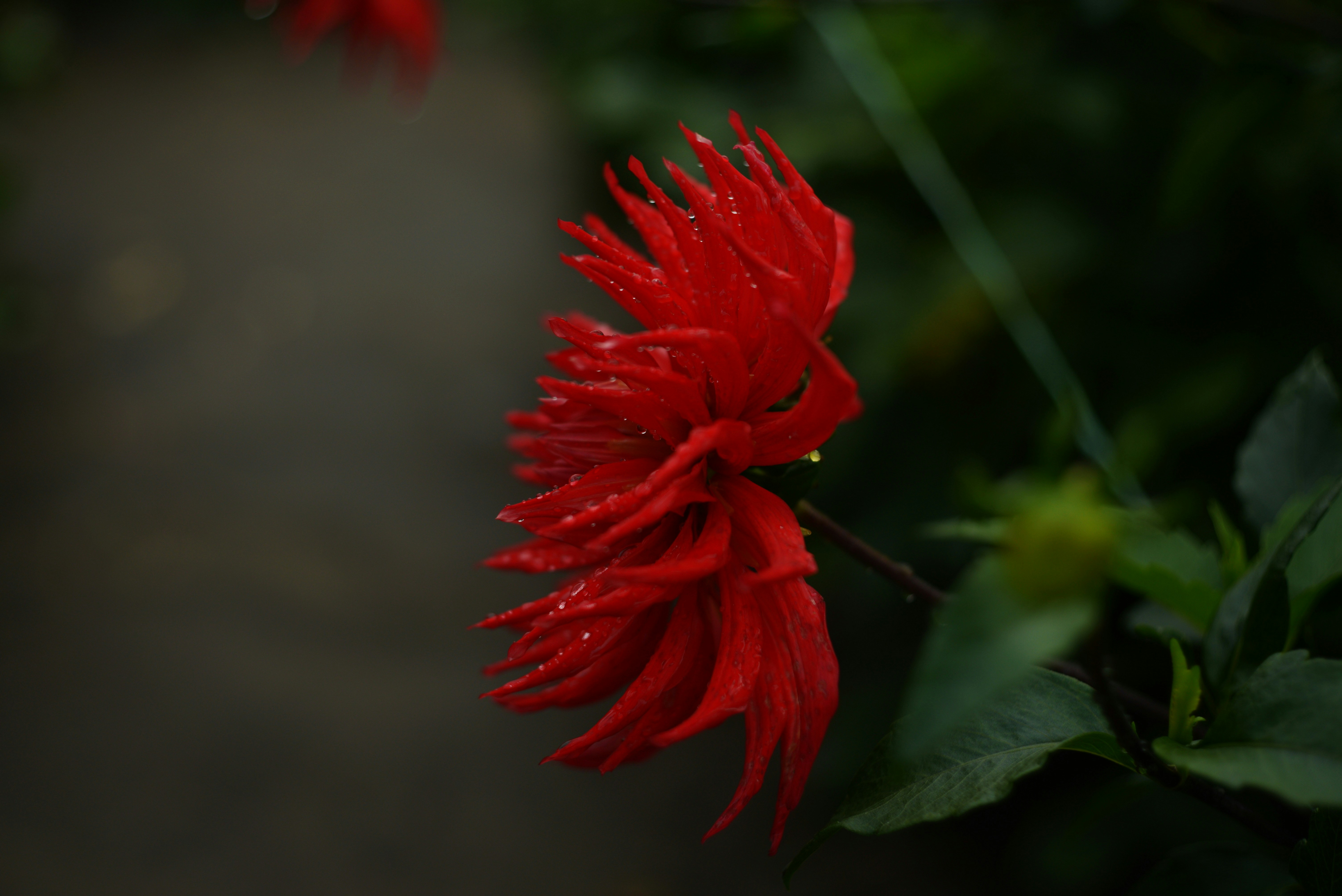 Crimson Blossom Amid Shadowed Green