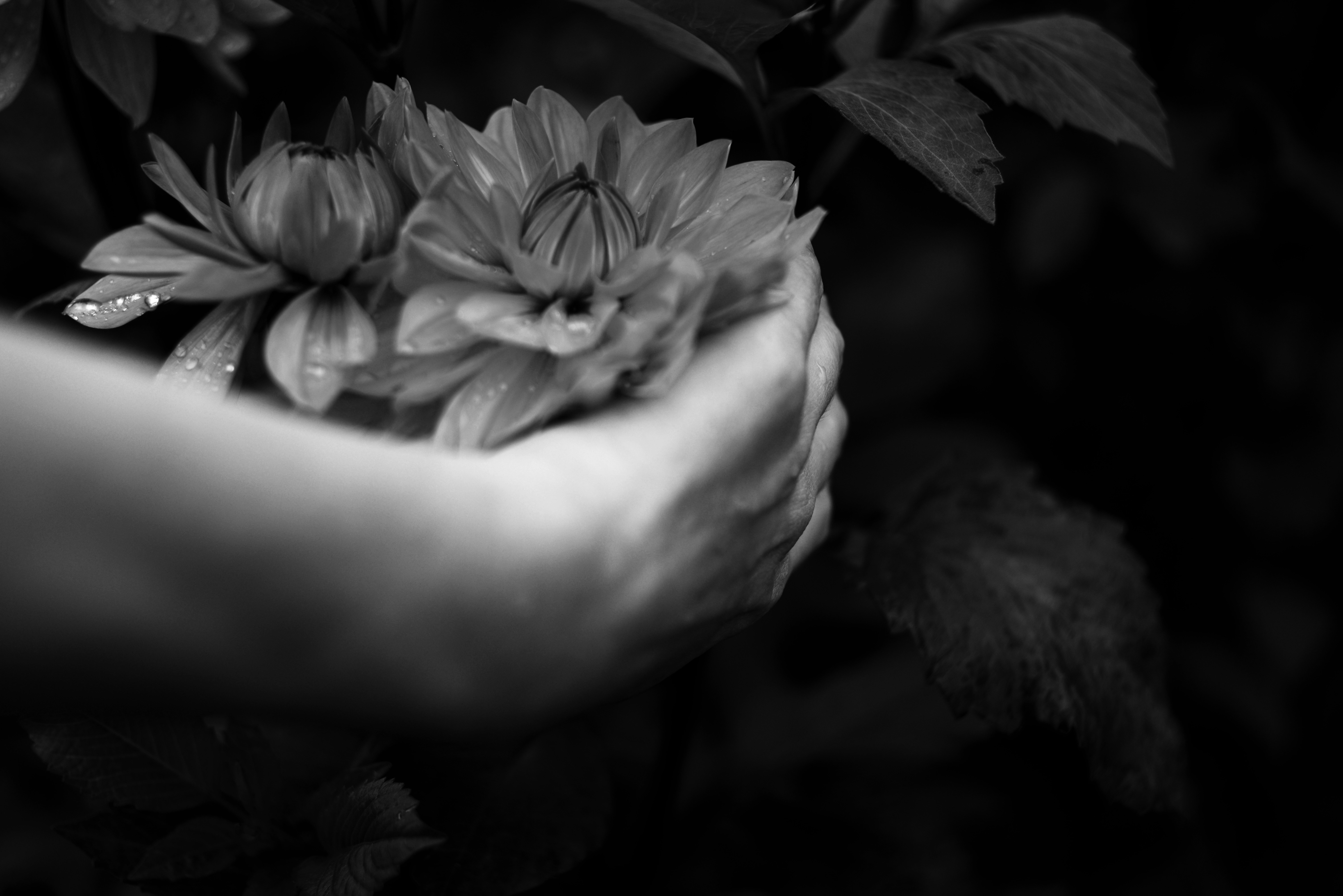Gentle Bouquet in Hand: Quiet Monochrome Embrace