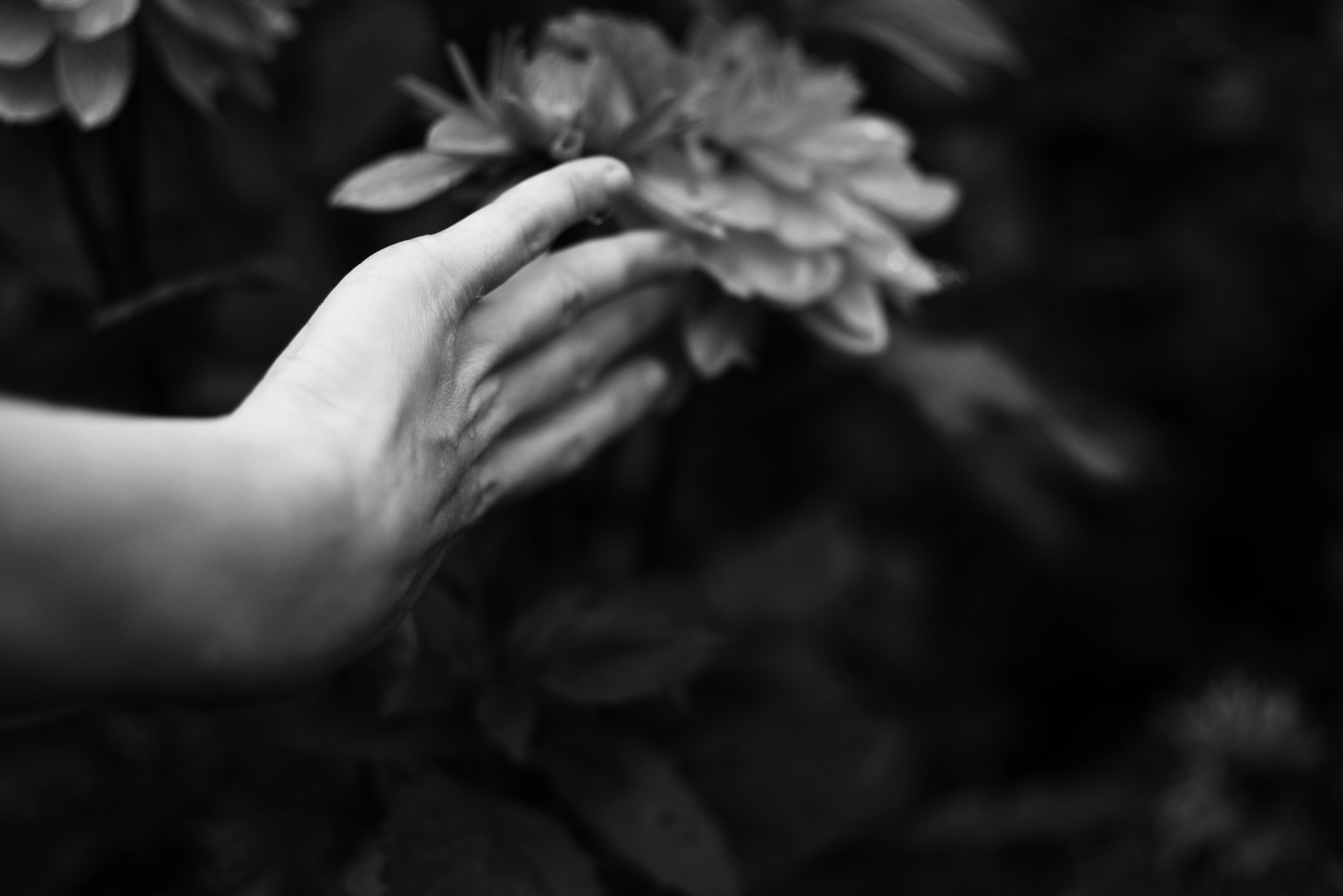 Gentle Touch: A Hand Gracing Blossoms in Quiet Monochrome