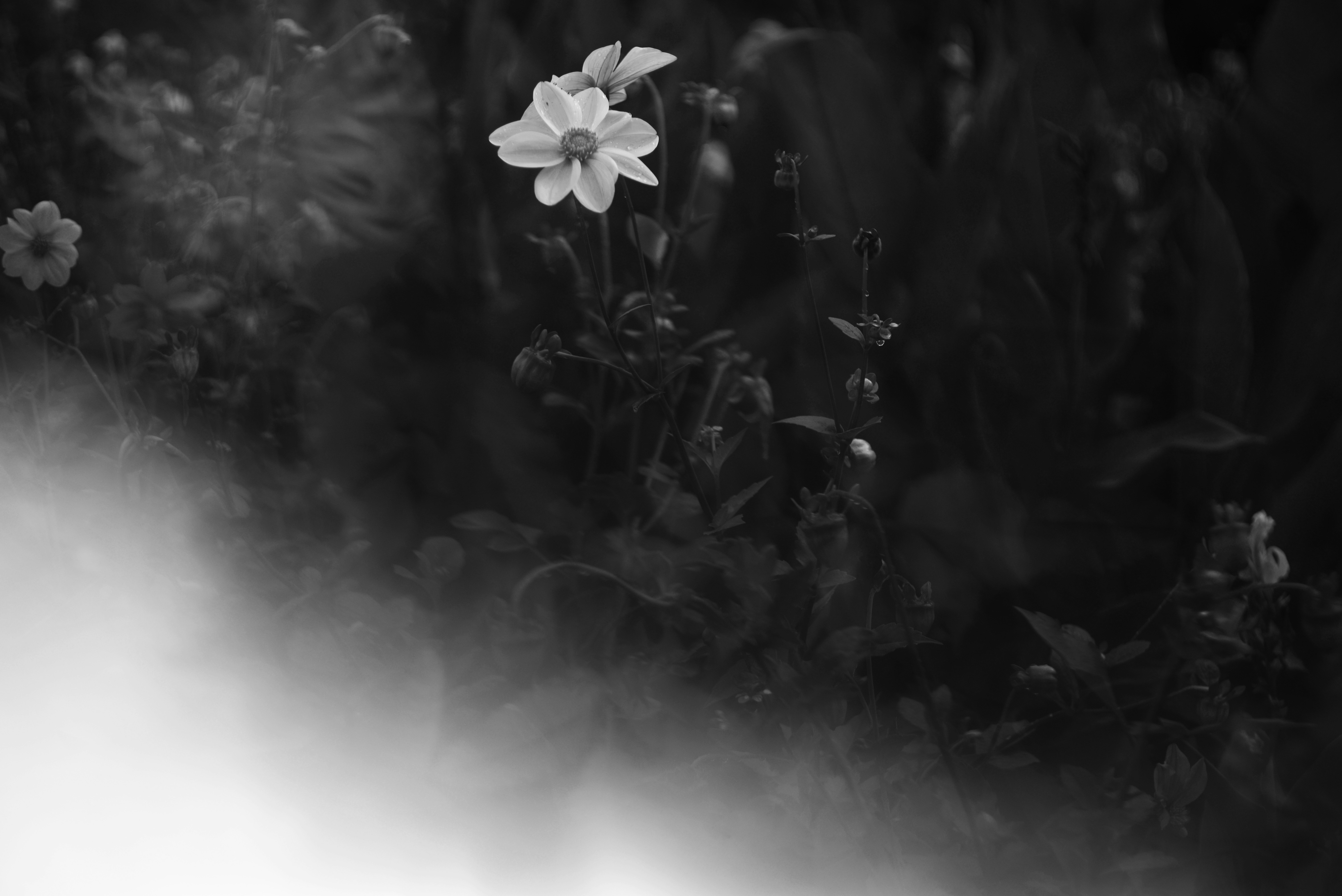 A Quiet Bloom Emerges from Shadowed Grass