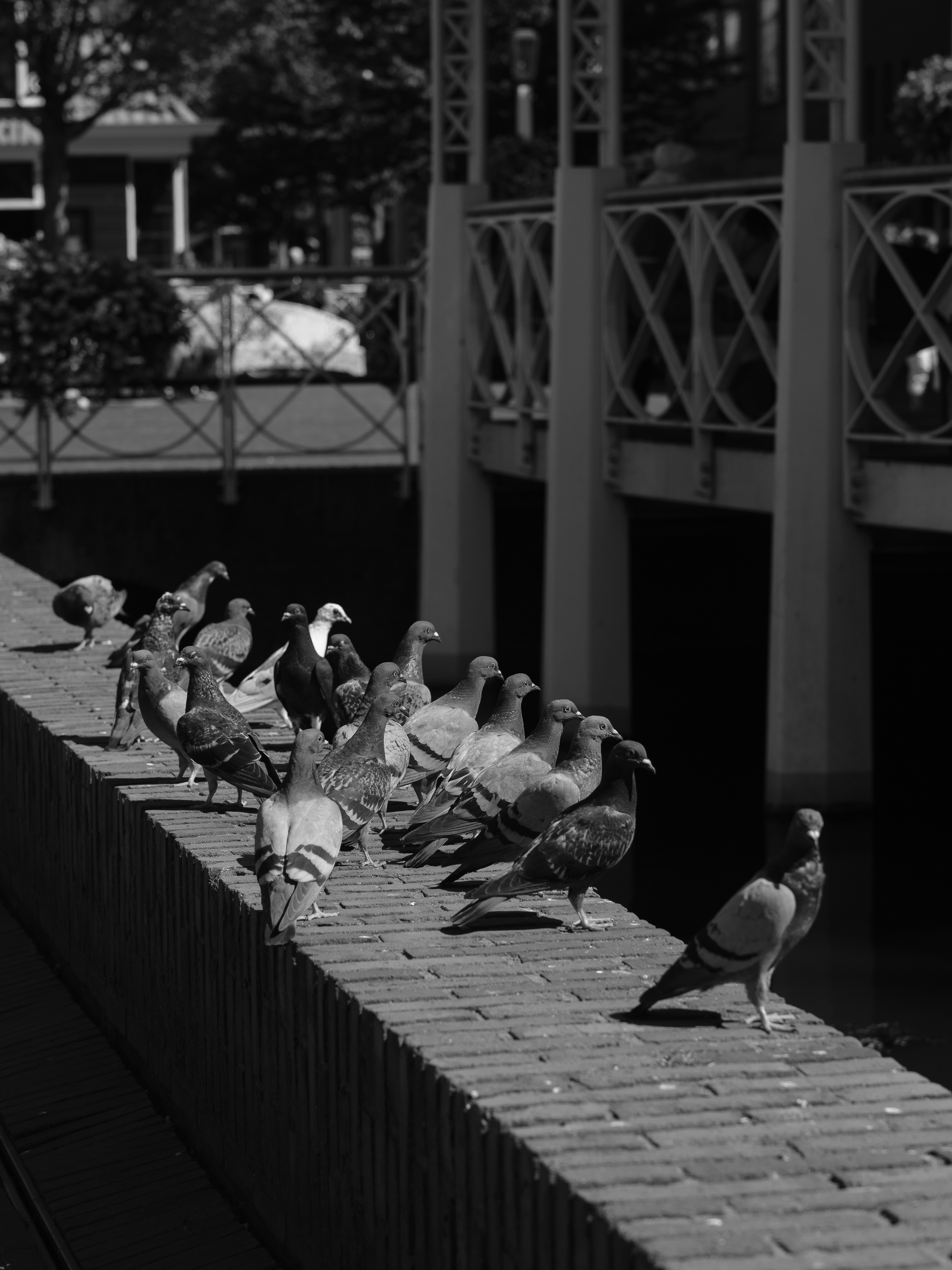 A Vagrant Flock: Pigeons on a Quiet Riverwall