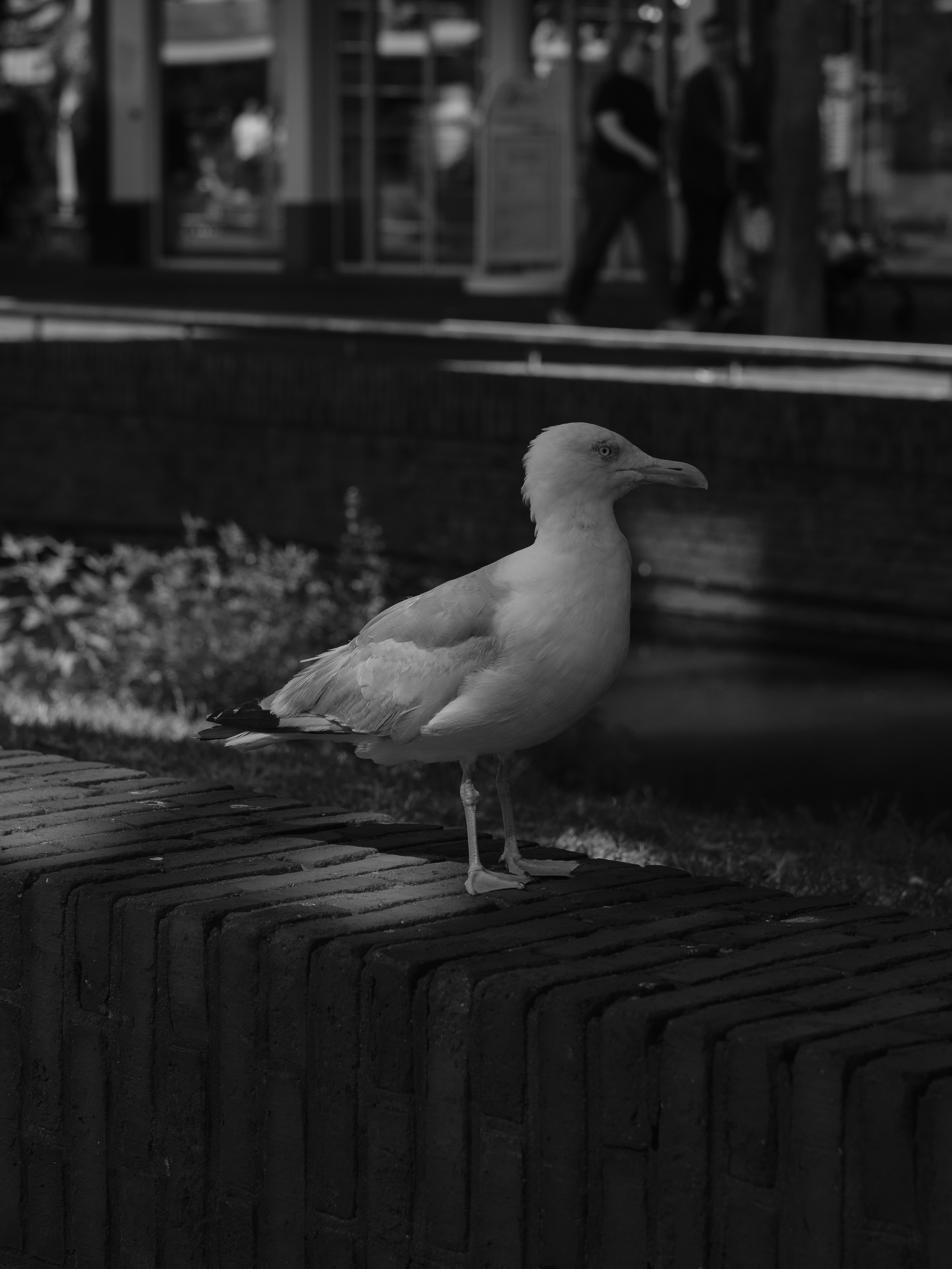 Seagull Sentinel on a Brick Wall at Dusk