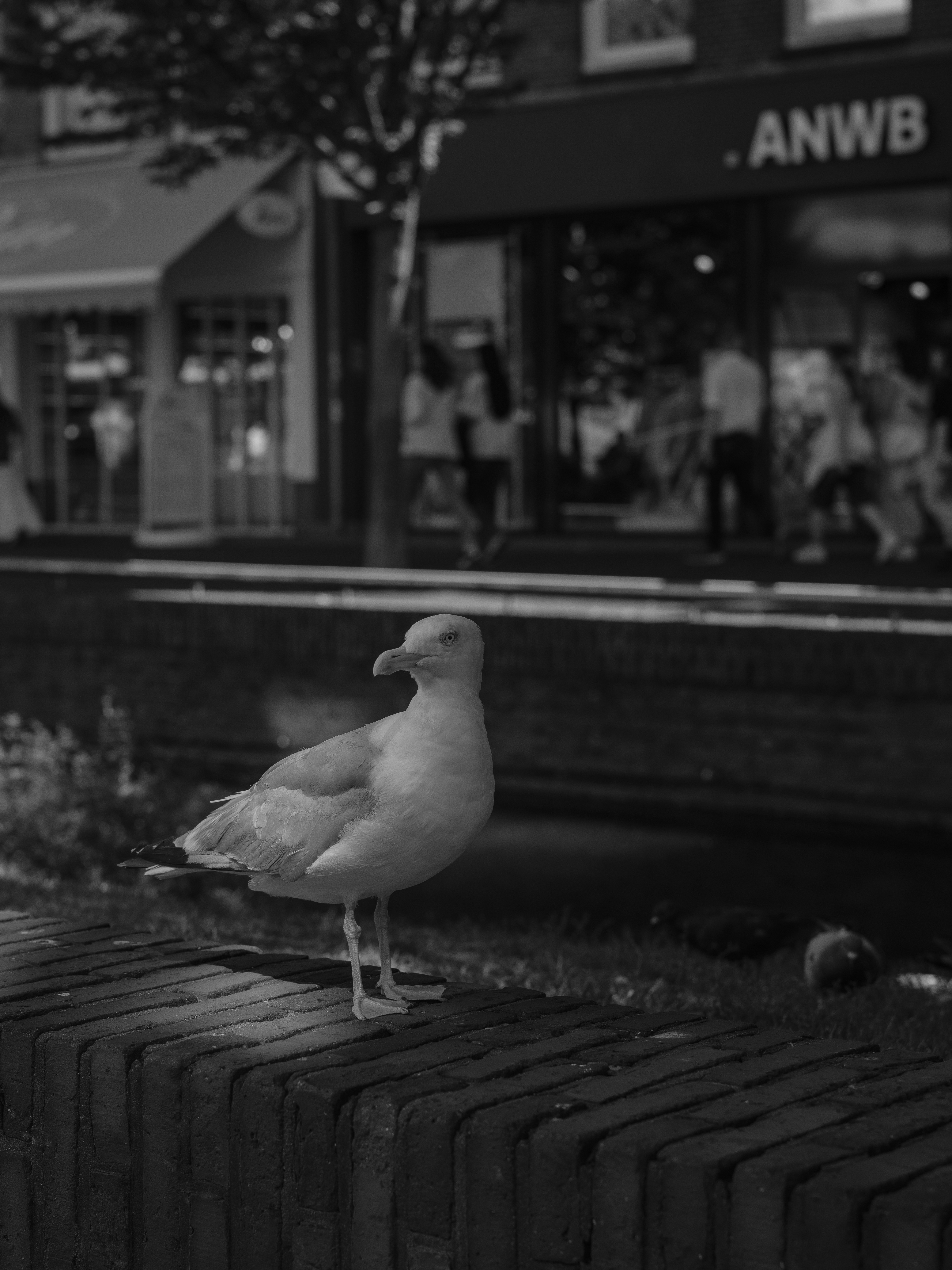 Urban Gull on a Brick Wall: Quiet Moment by the Canal
