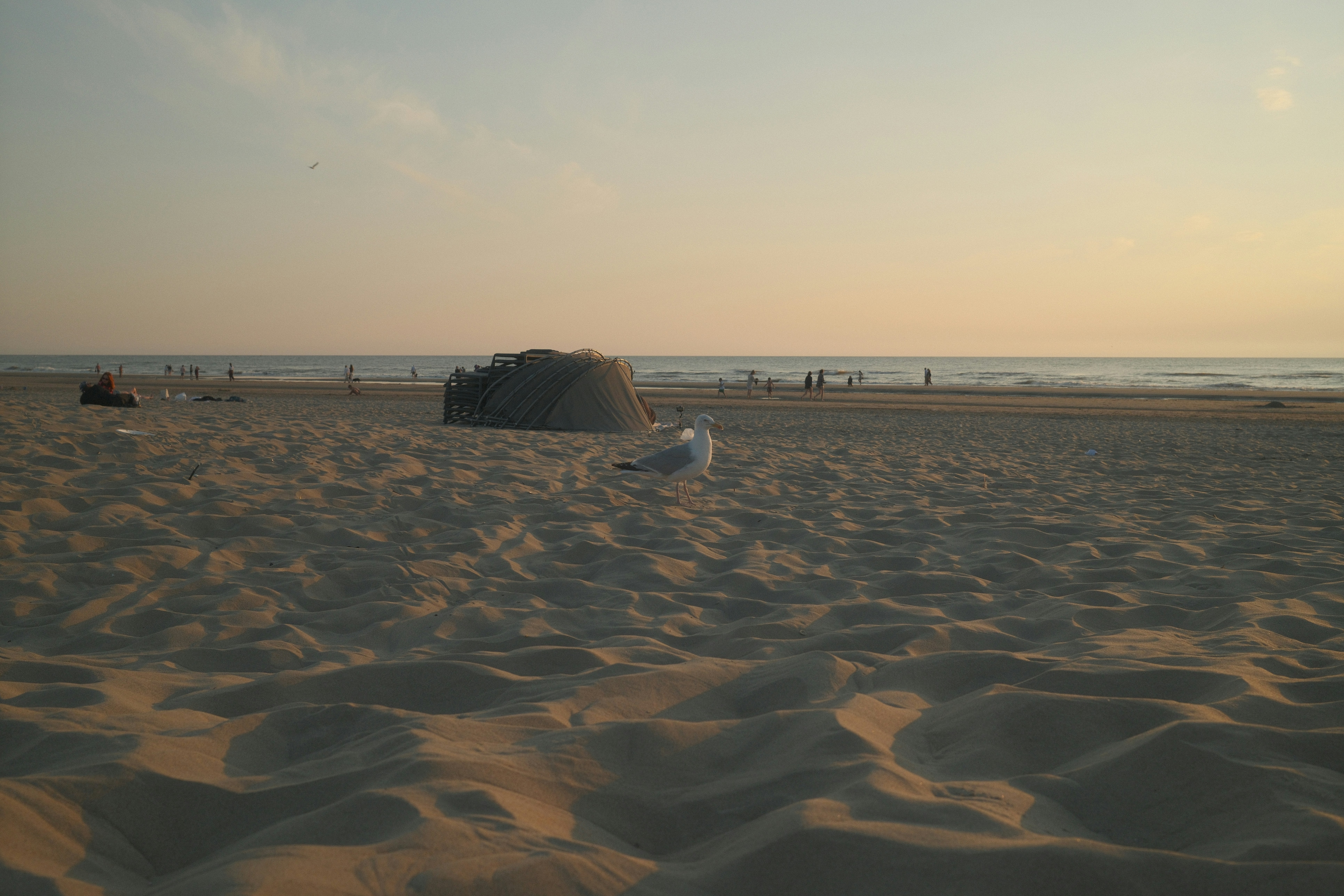 Quiet Beach Afterglow: A Dune, a Wave, and a Seagull