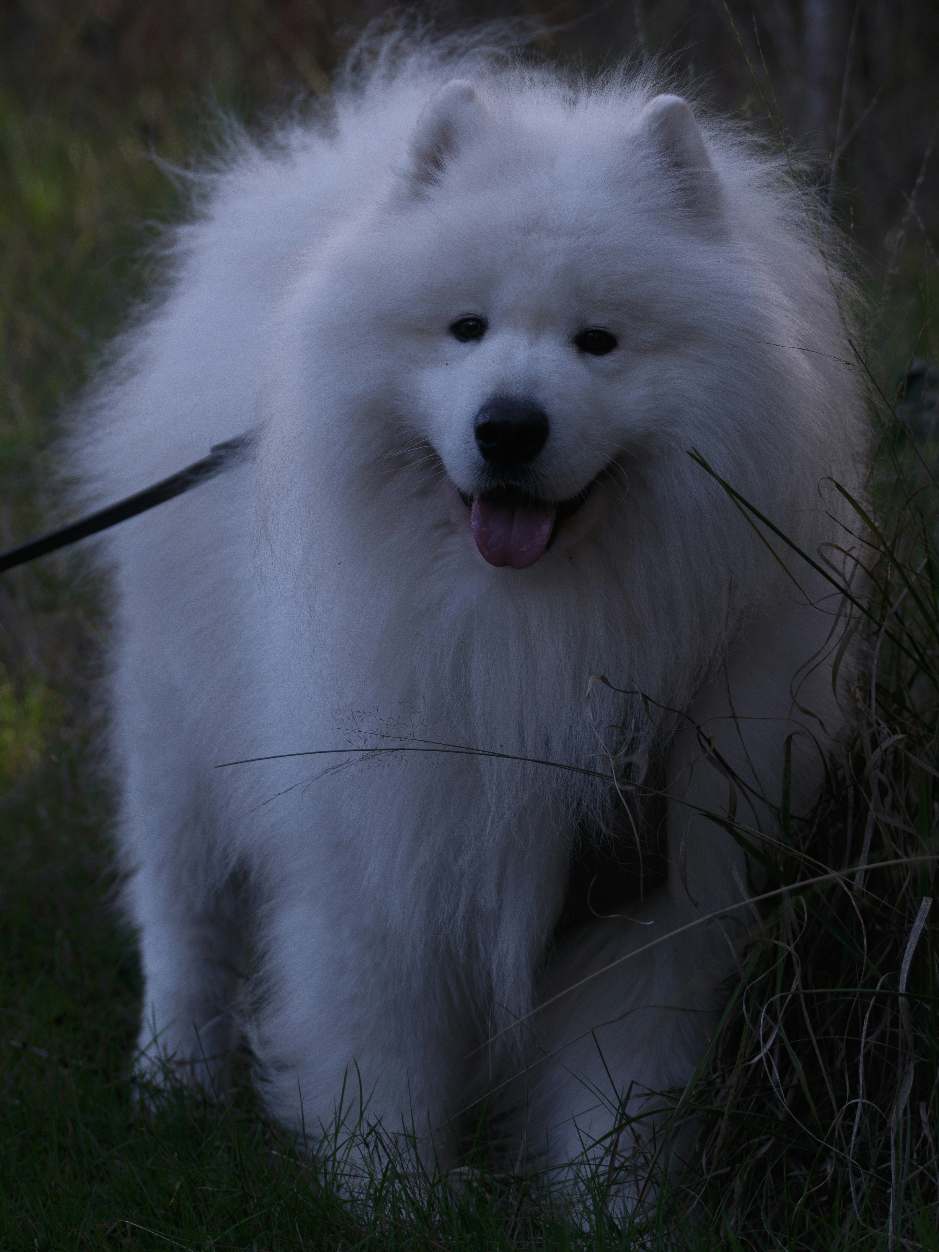 Snowy Guardian in the Grass