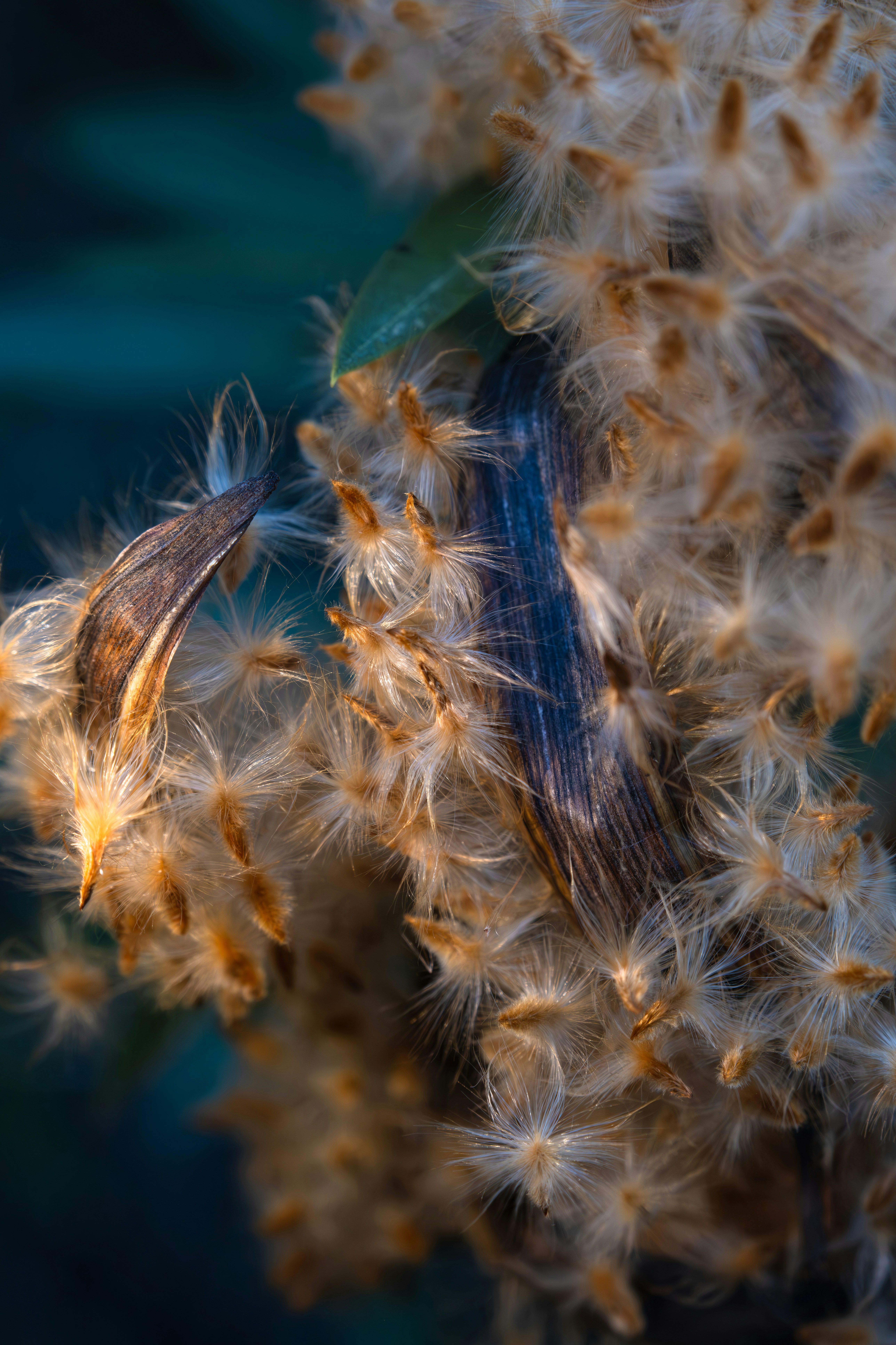 Dawn on Dandelion Tassels: Fragments in Soft Focus