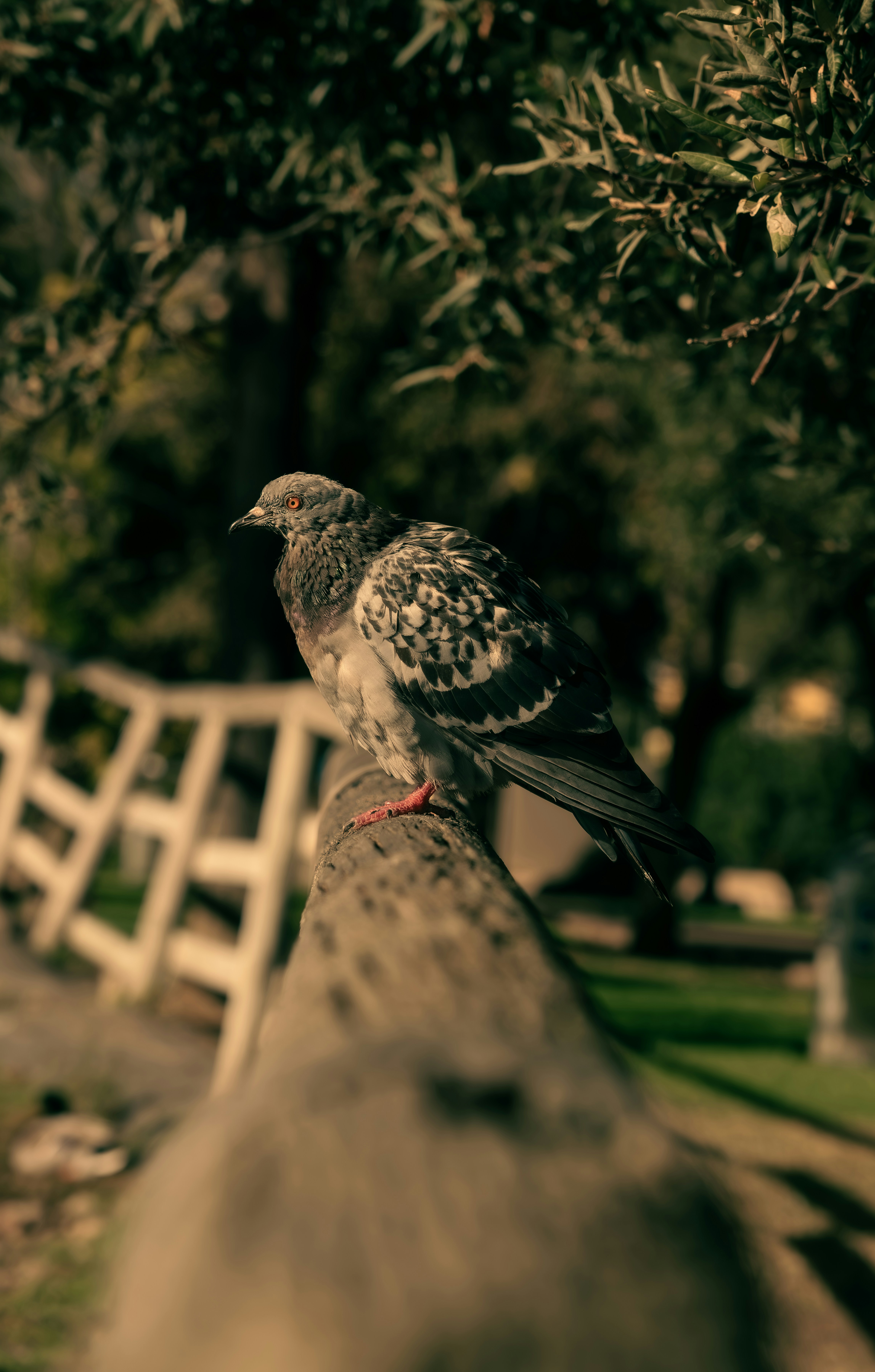 Pigeon Perch: A Quiet Moment on the Railing